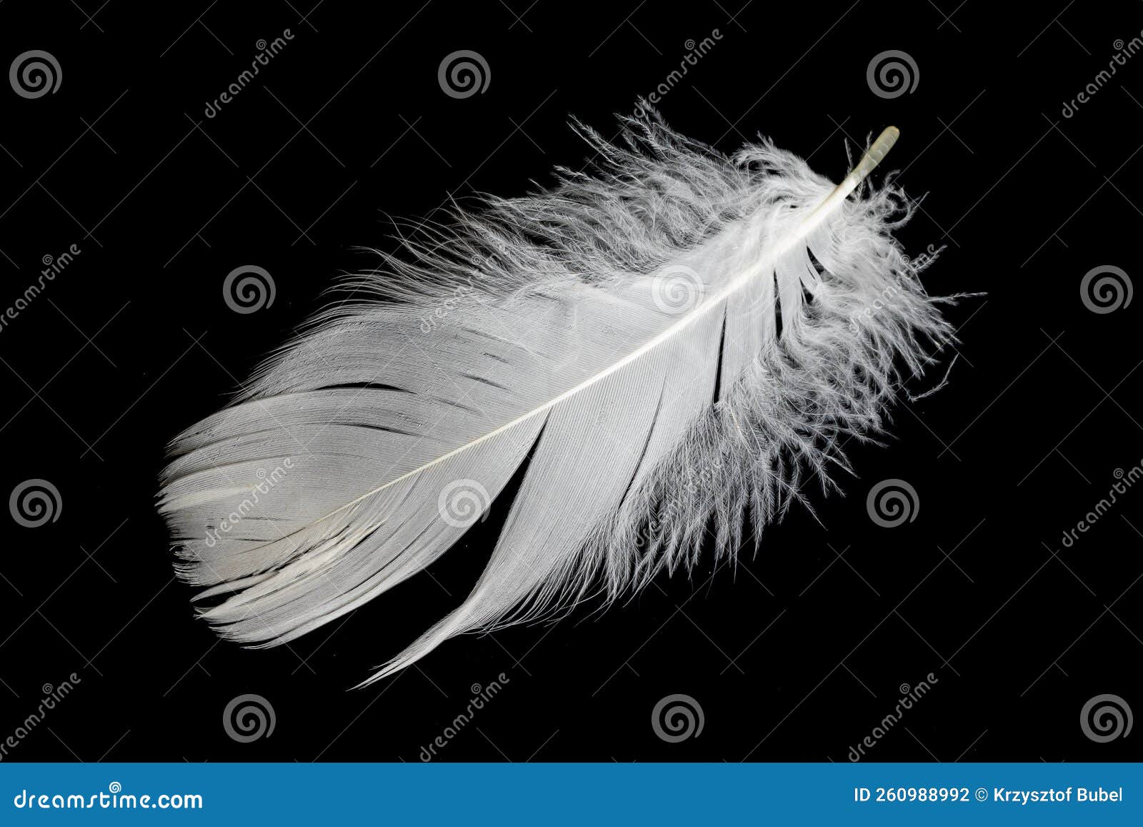 White Feather of a Goose on a Black Background Stock Photo - Image of ...
