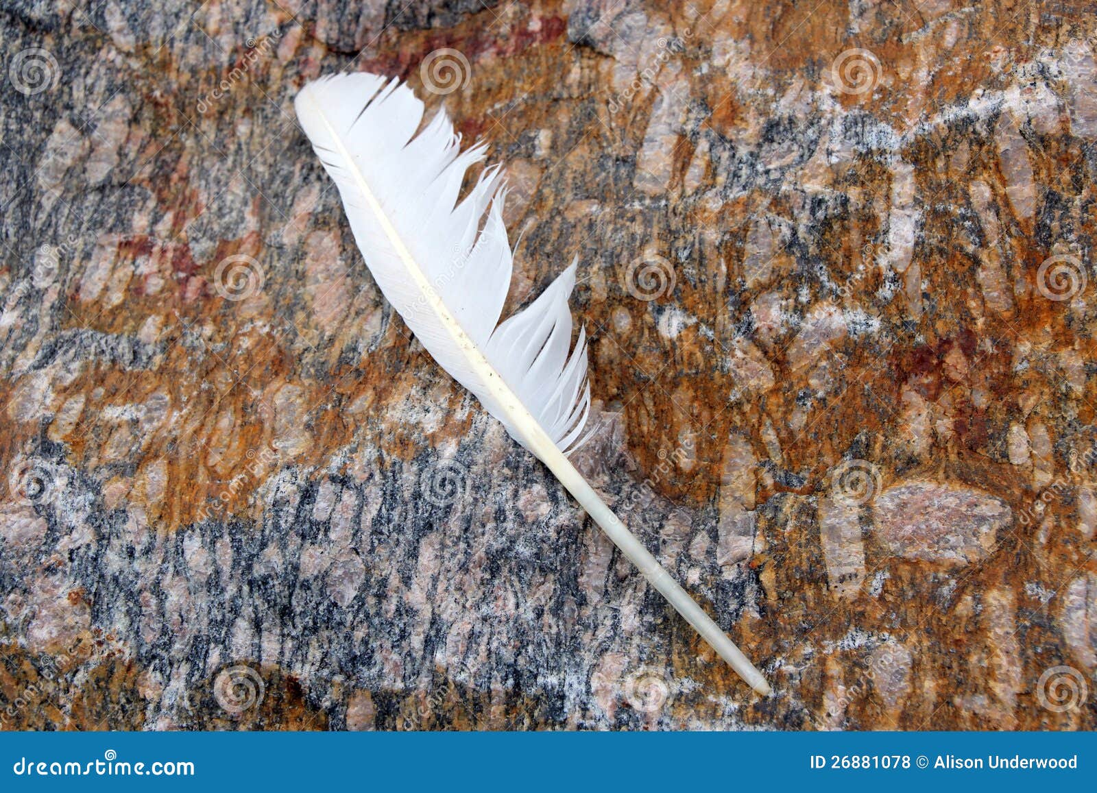White Feather on Granite Rock Stock Photo - Image of bird, marbled ...