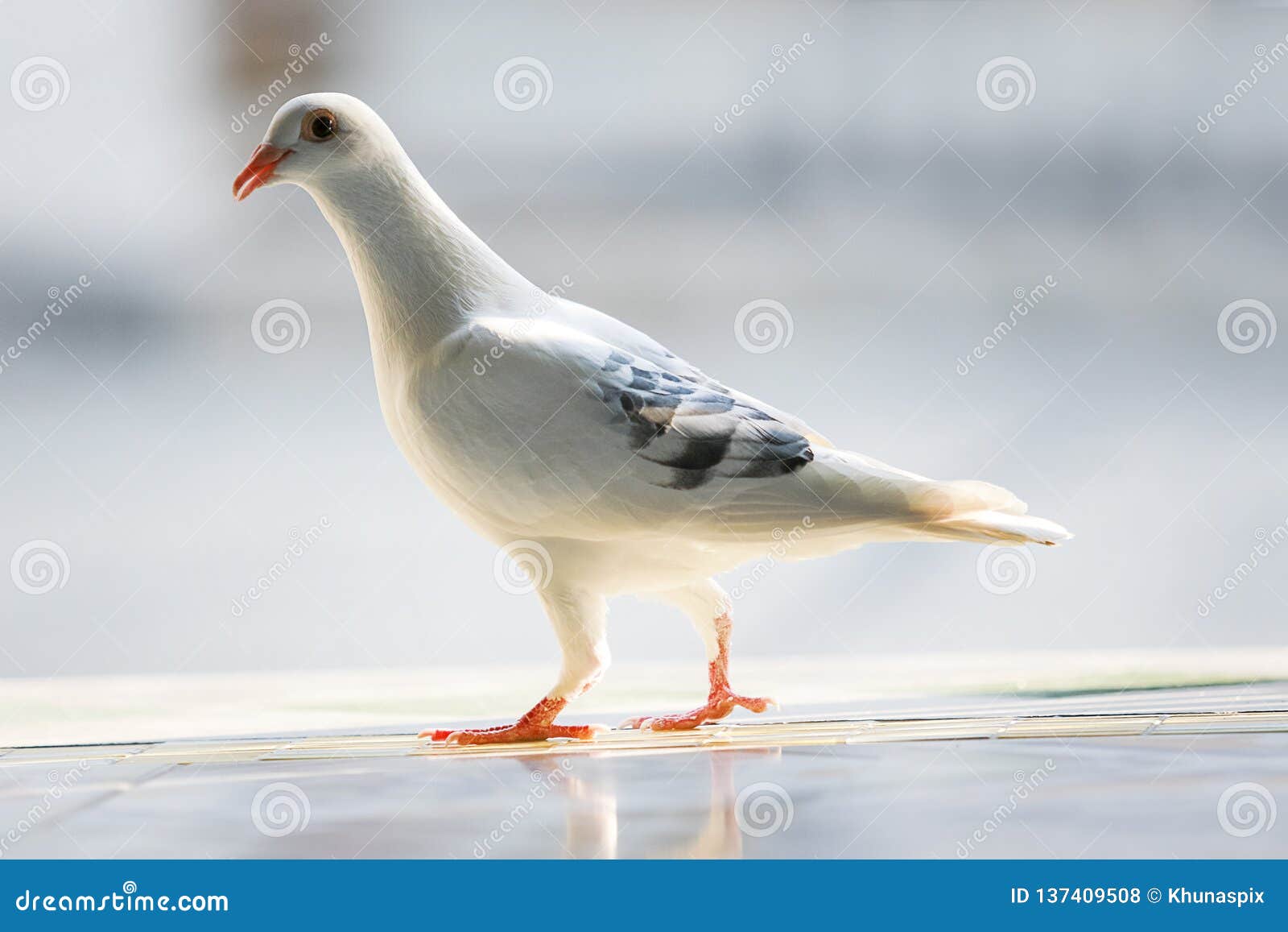 White Feather Homing Pigeon Bird Stock Photo - Image of body, livia ...