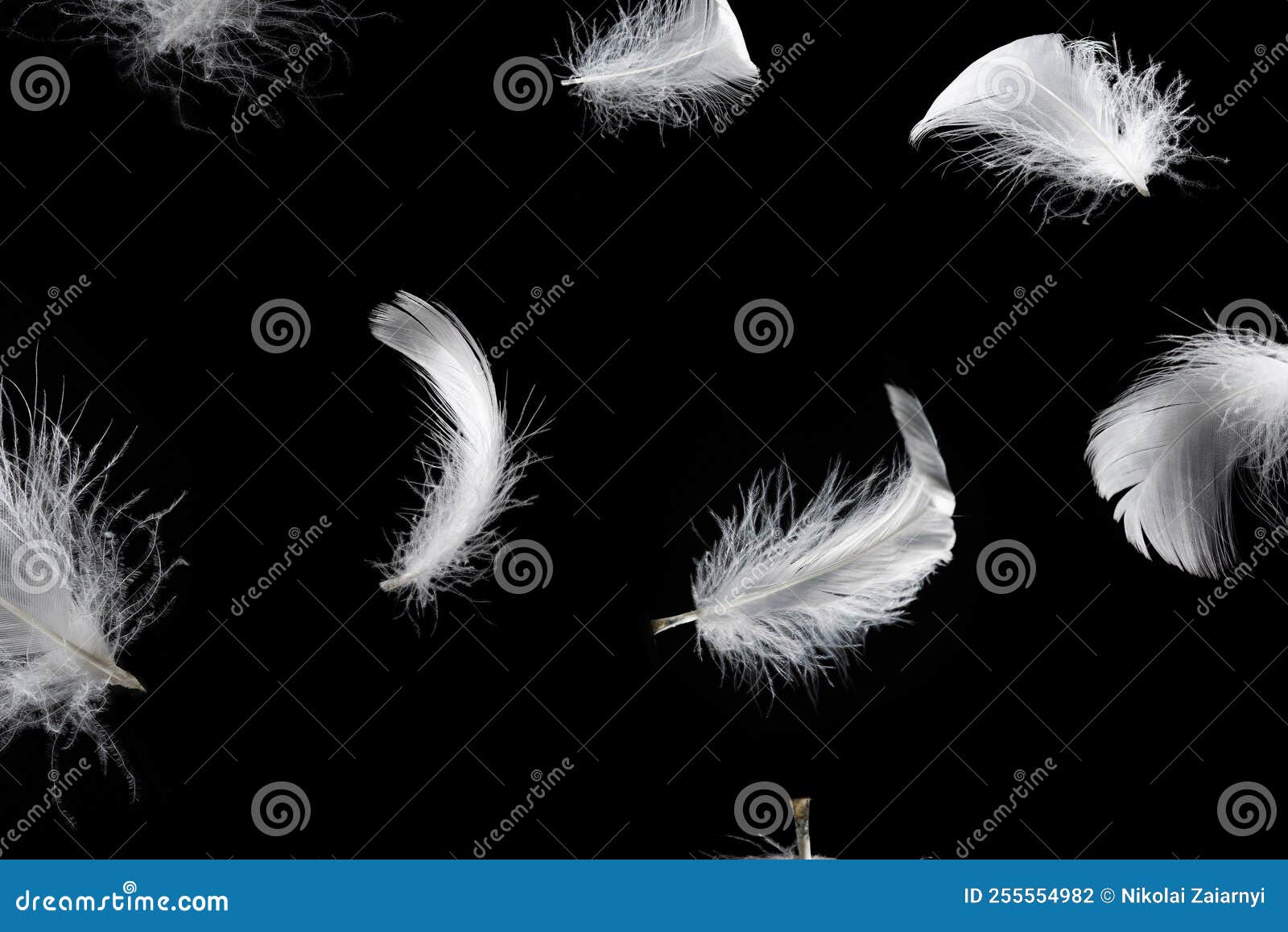 White Feather Isolated on a Black Background Stock Photo - Image of ...