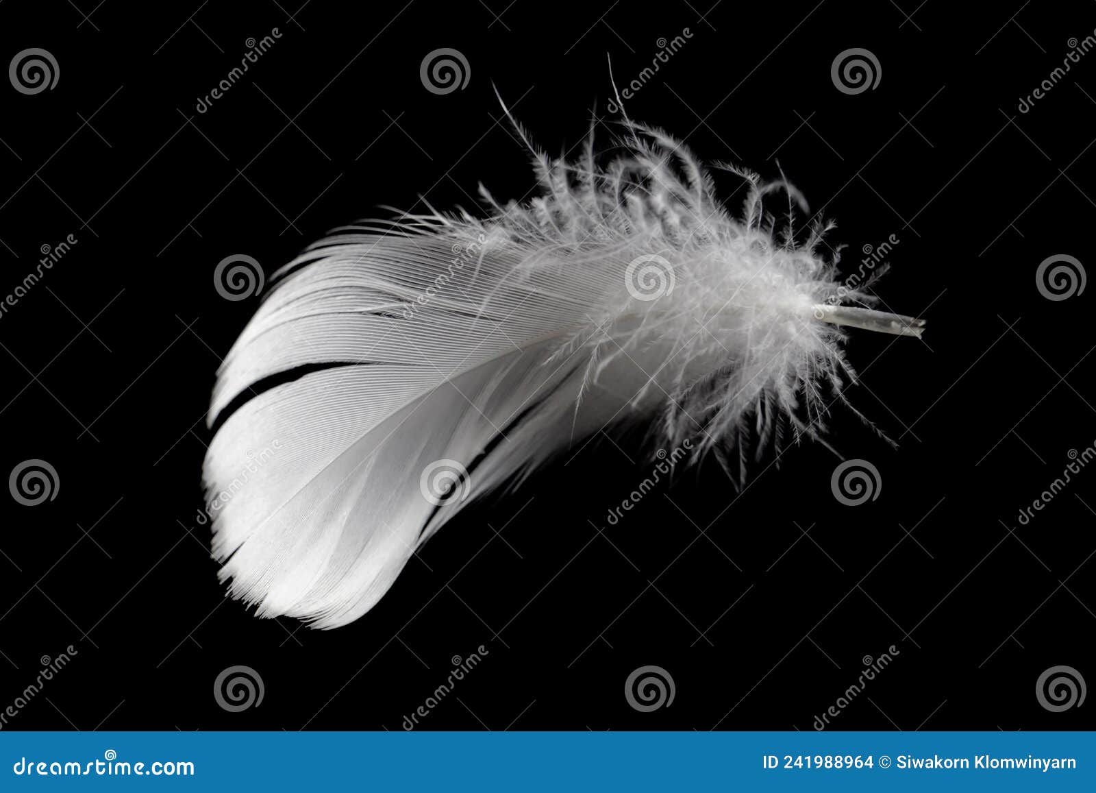 White Feather Isolated on White Background. Feather Falling. Down Swan ...