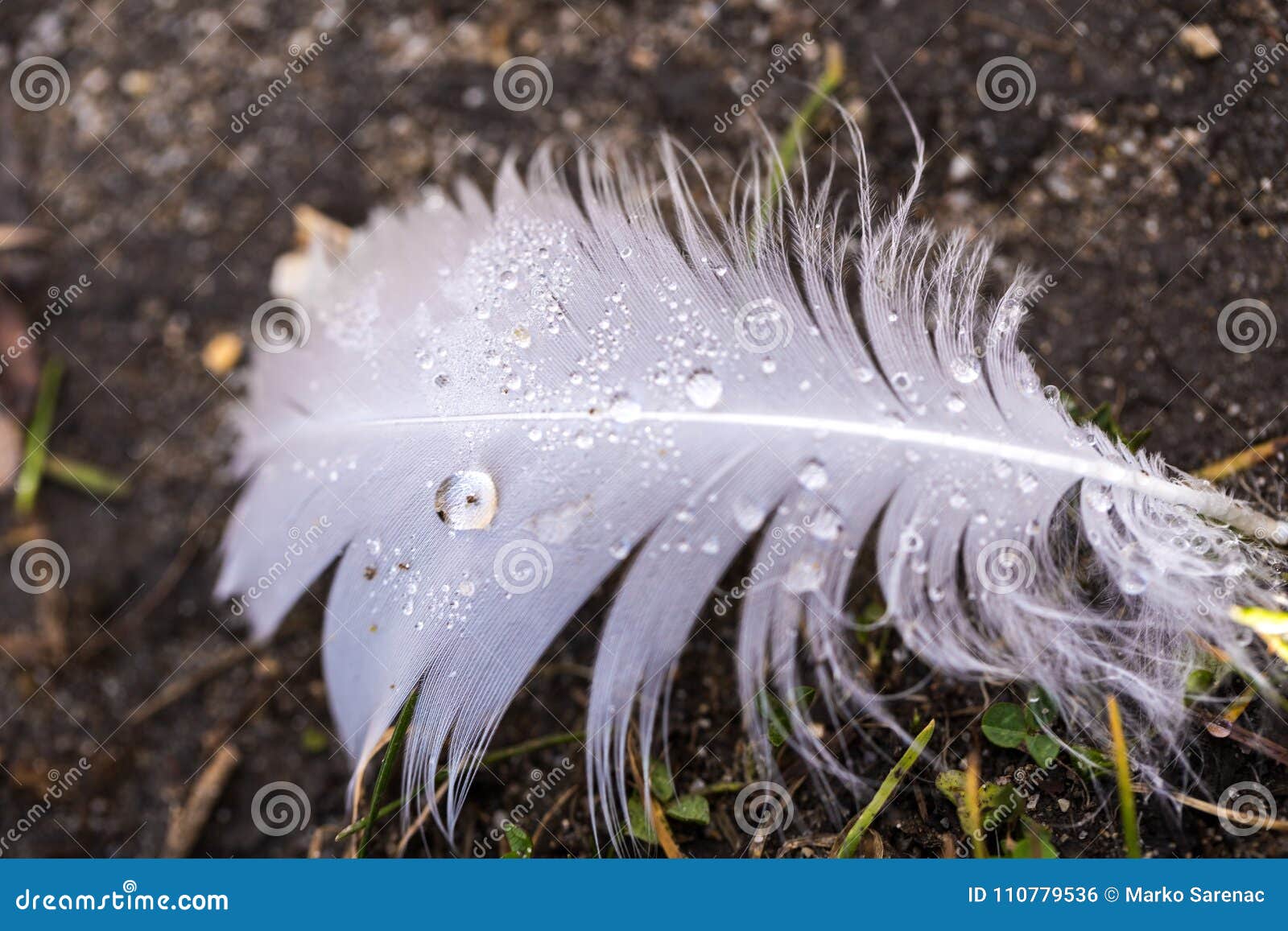 White Feather with Rain Drops 1 Stock Photo - Image of drops, feather ...