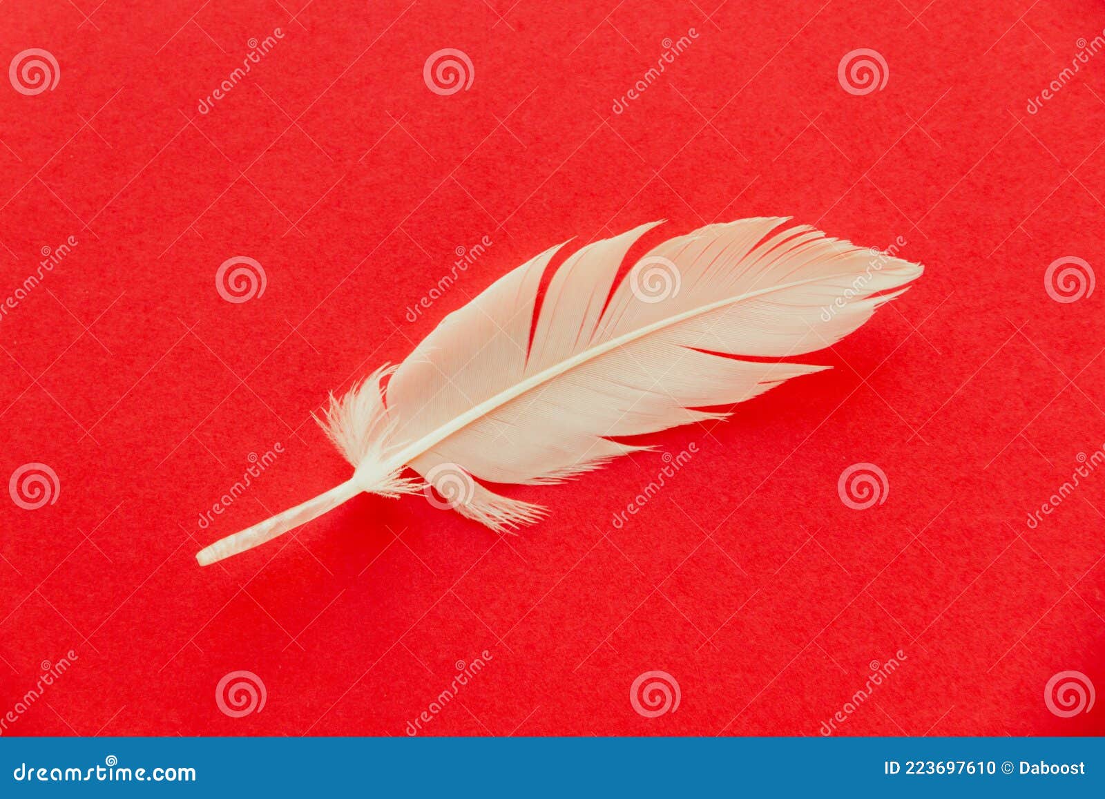 White Feather on Red Background Stock Photo - Image of macro, swan ...