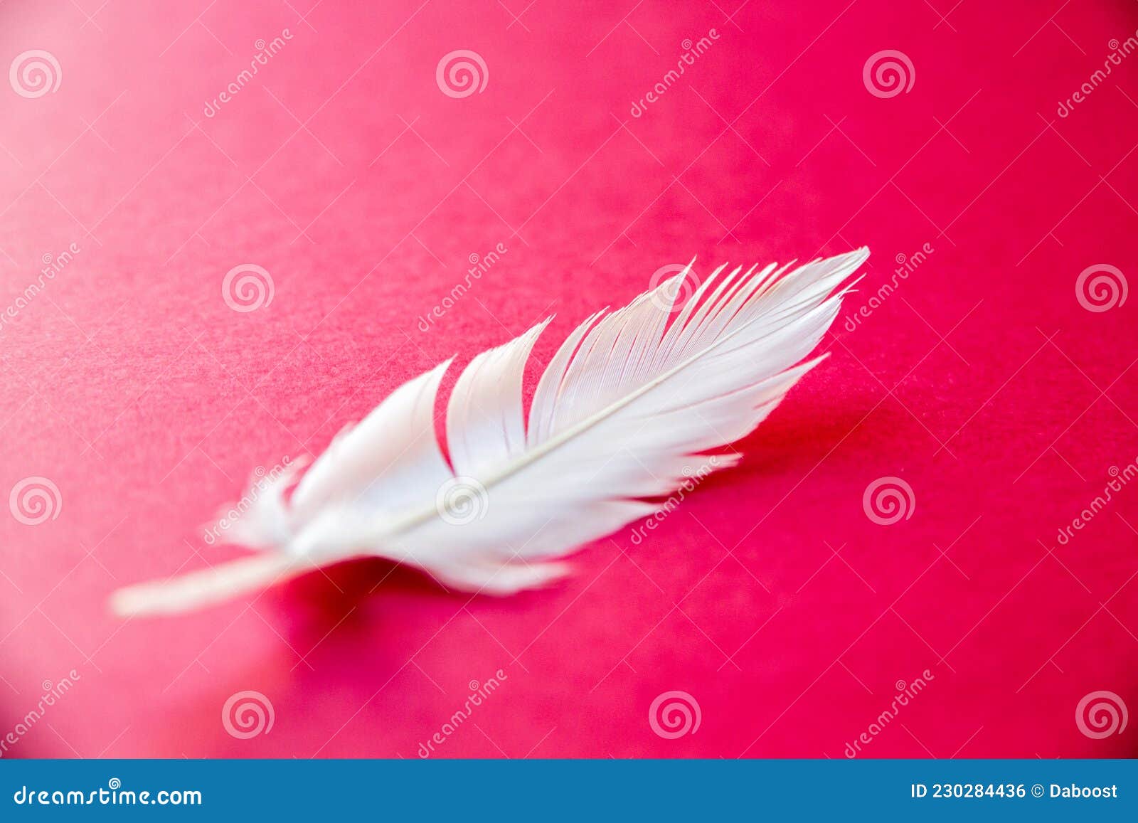 White Feather on Red Background Stock Photo - Image of single, pattern ...