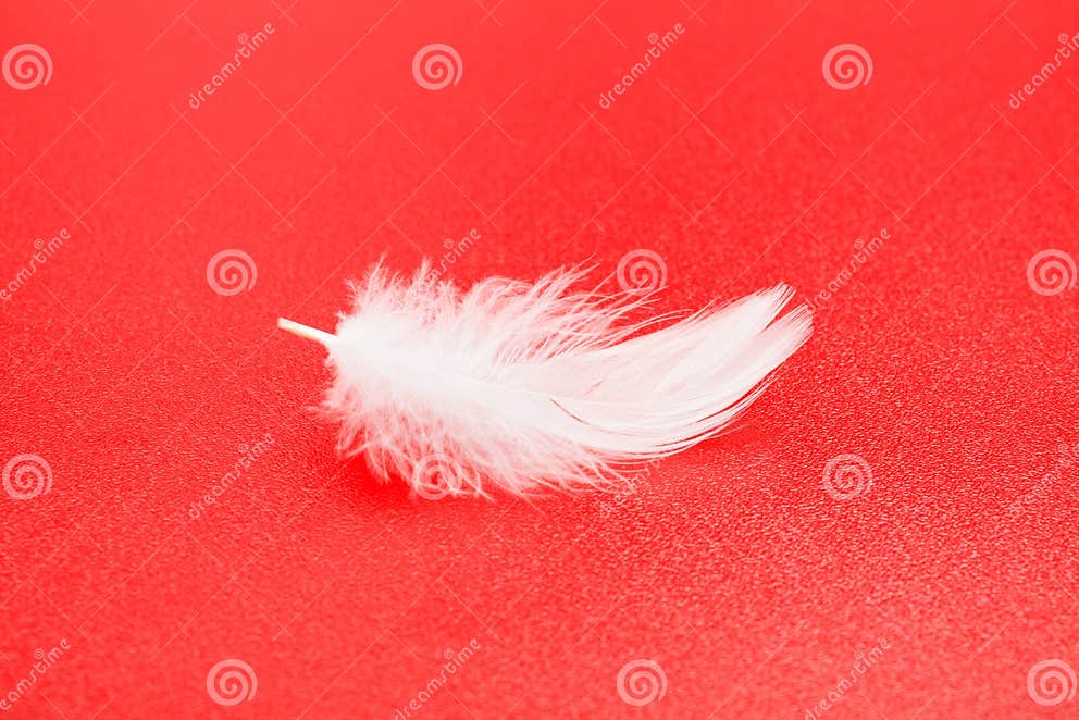 White feather on red stock photo. Image of detail, abstract - 68505954