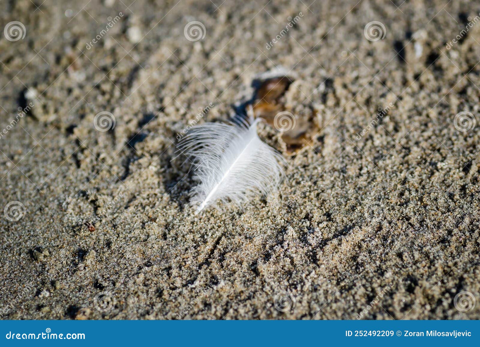 White Feather of a River Gull Stock Image - Image of bright, background ...