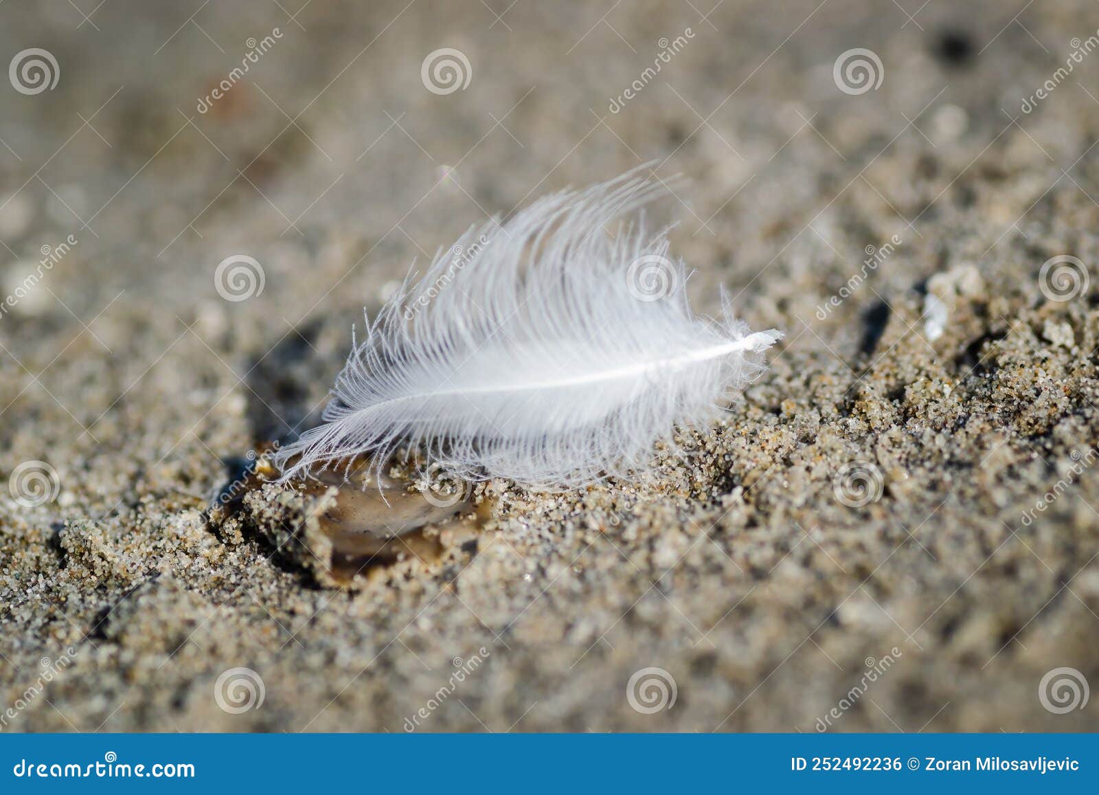 White Feather of a River Gull Stock Photo - Image of light, isolation ...