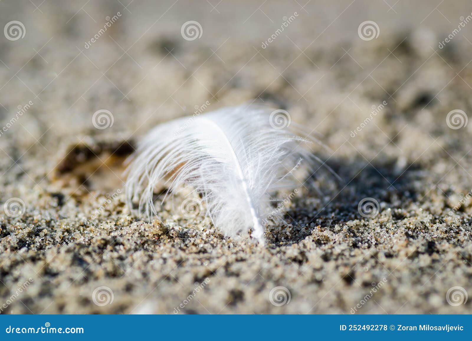 White Feather of a River Gull Stock Photo - Image of ease, effortless ...
