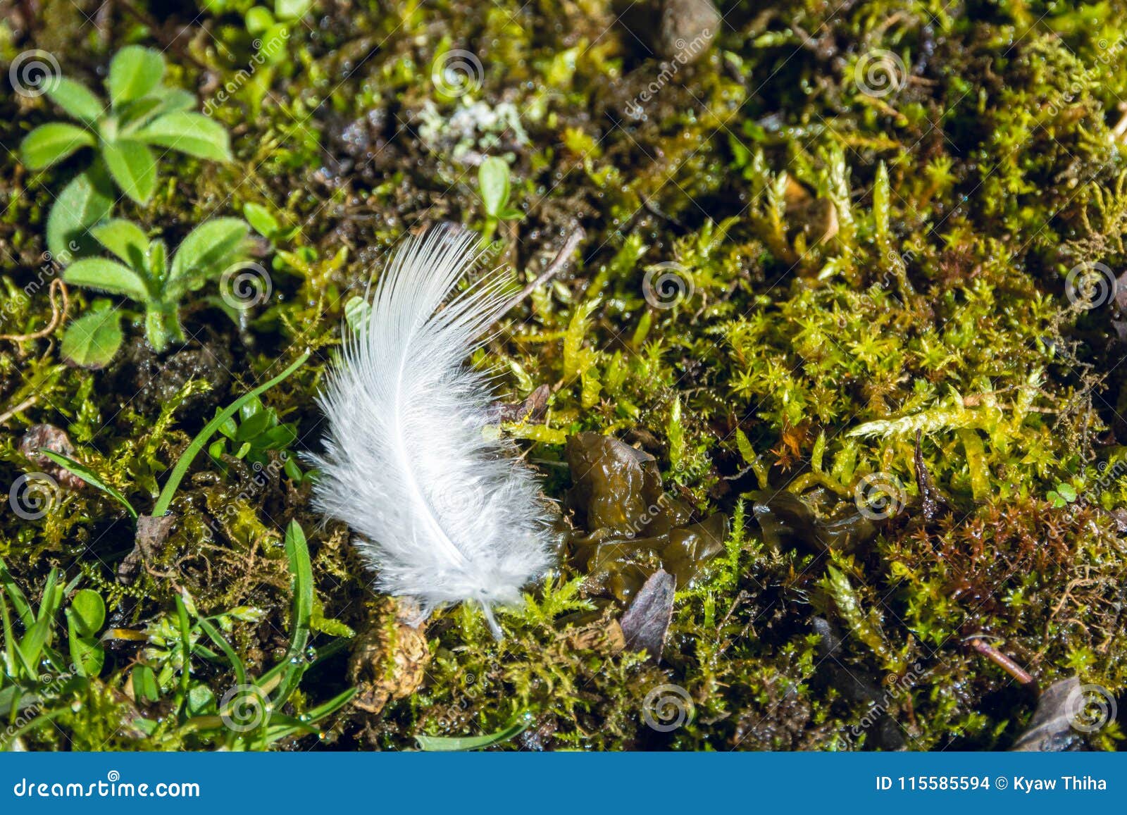 White Feather of a Small Bird Fallen on the Ground Covered with Moss in ...