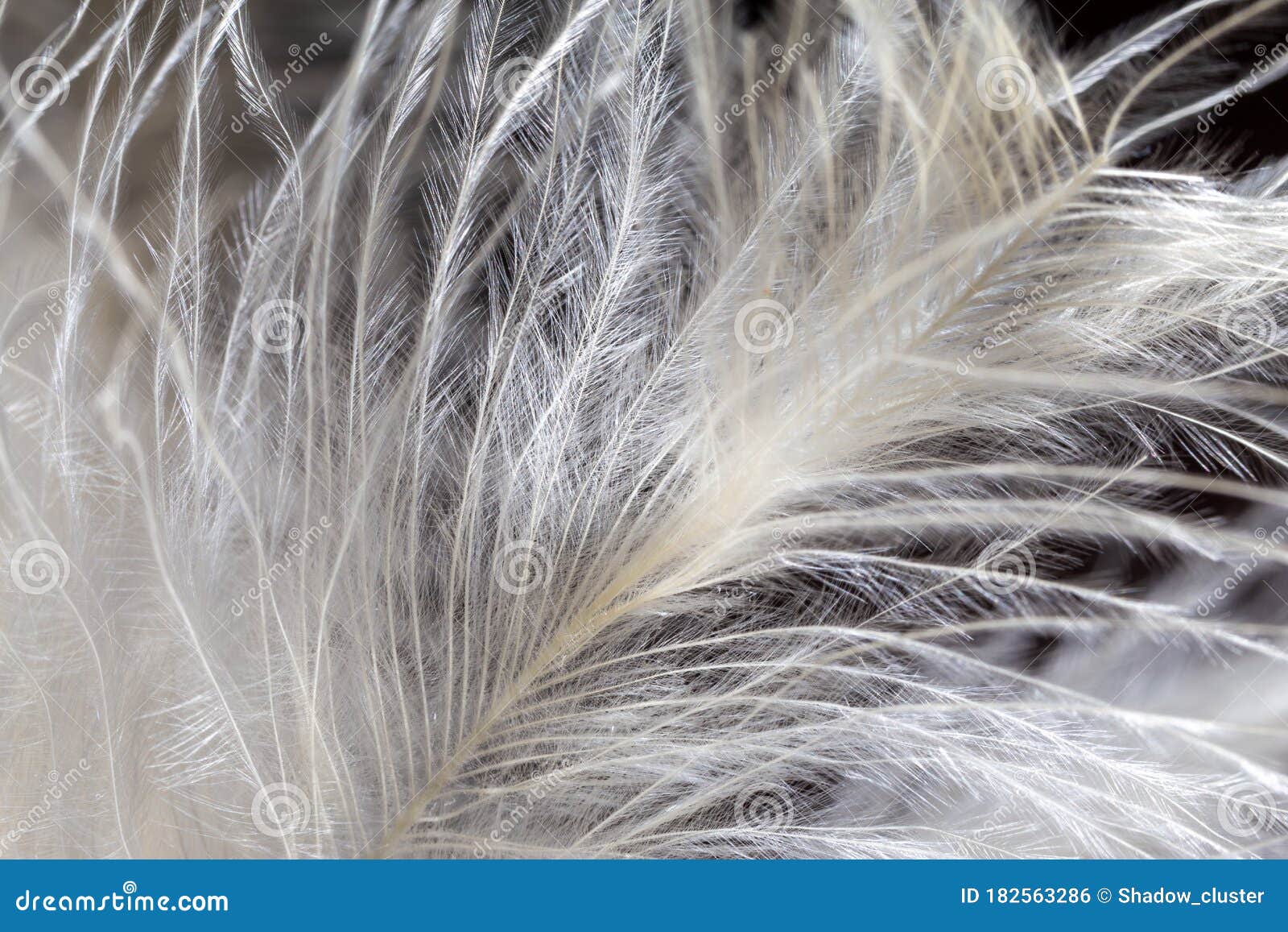 White Feather Texture Background. Macro Photography. Close-up View ...