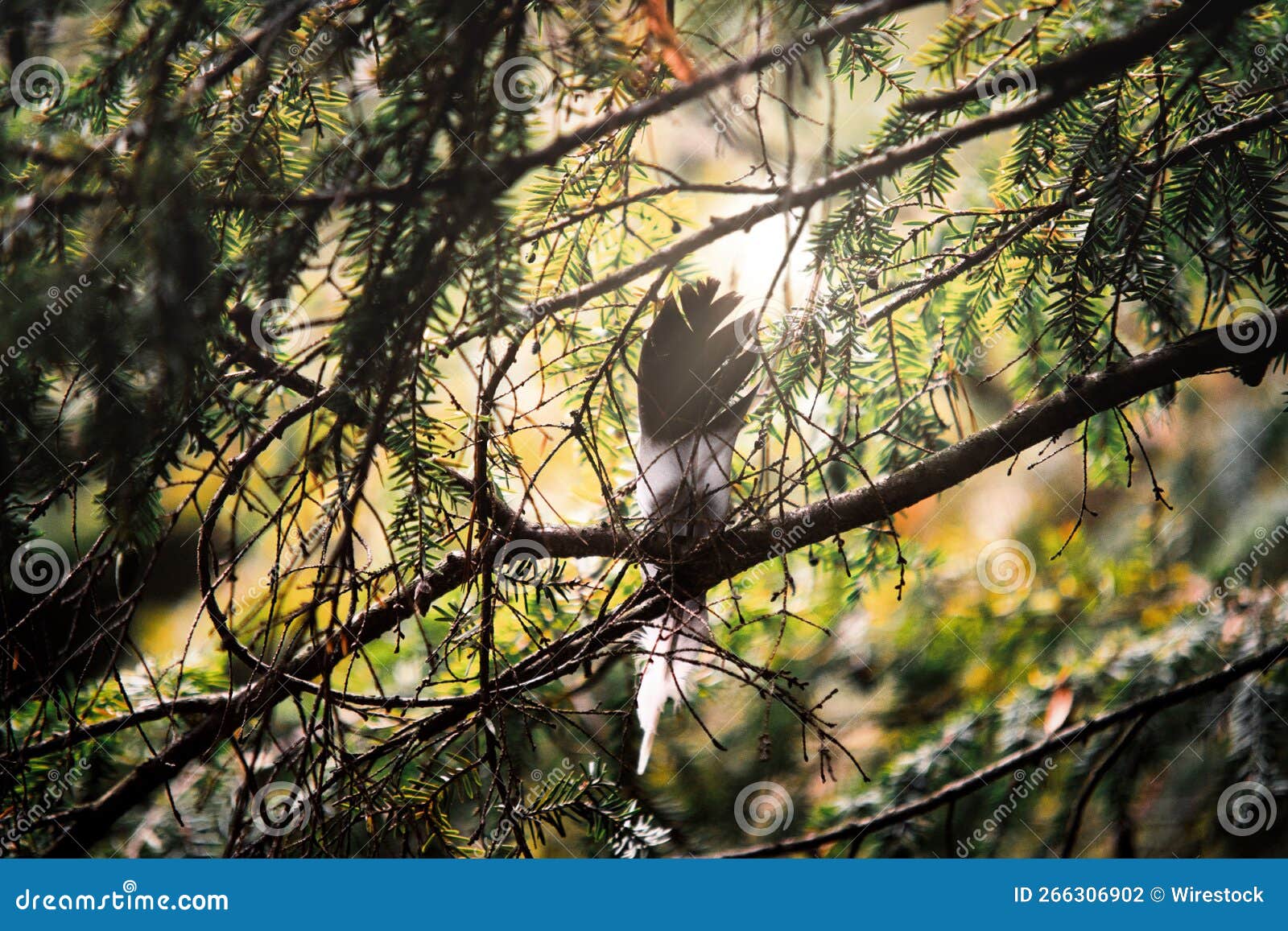White feather on a tree. stock photo. Image of outdoors - 266306902