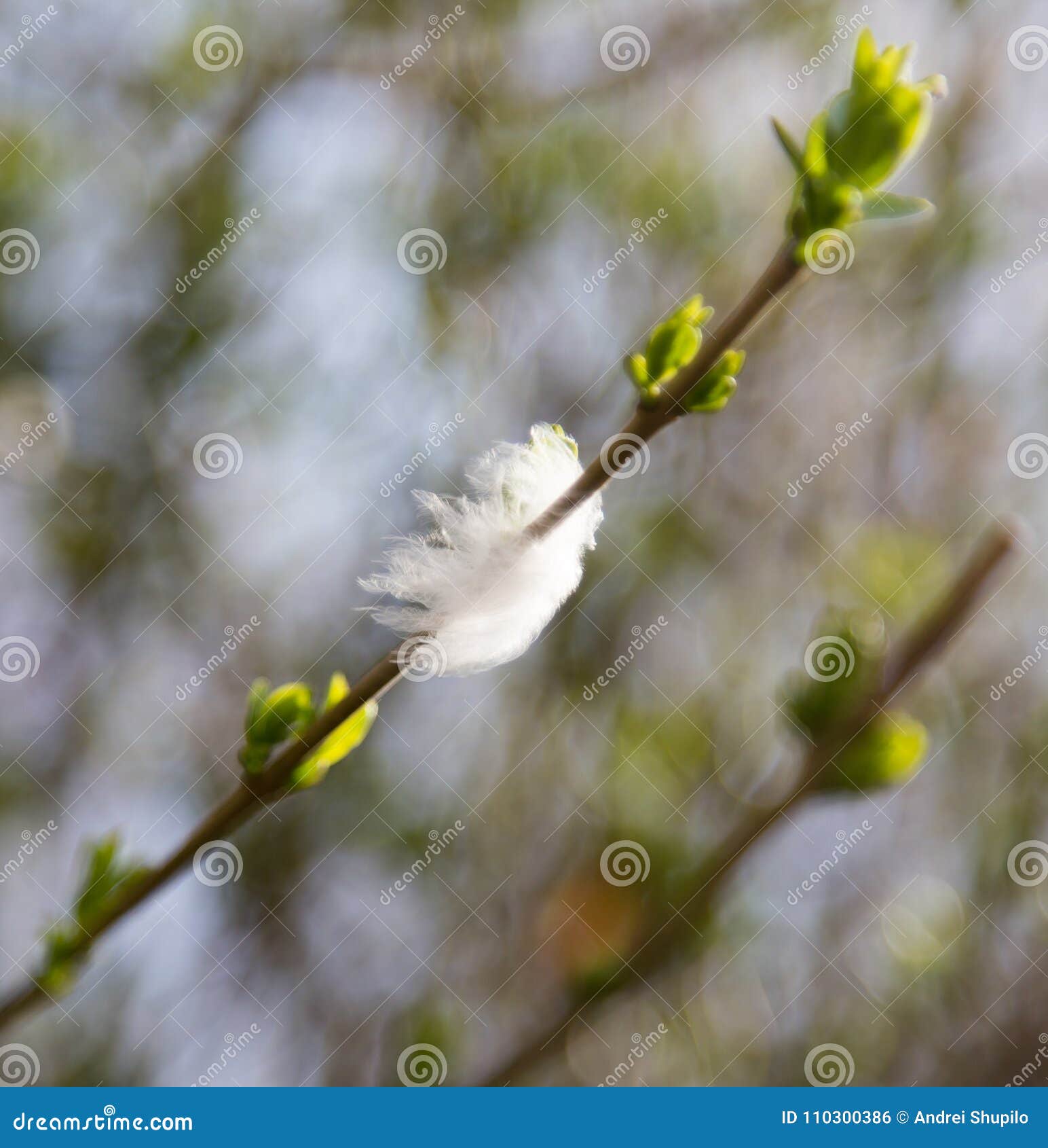 White Feather on a Tree Branch Stock Photo - Image of branch, wood ...