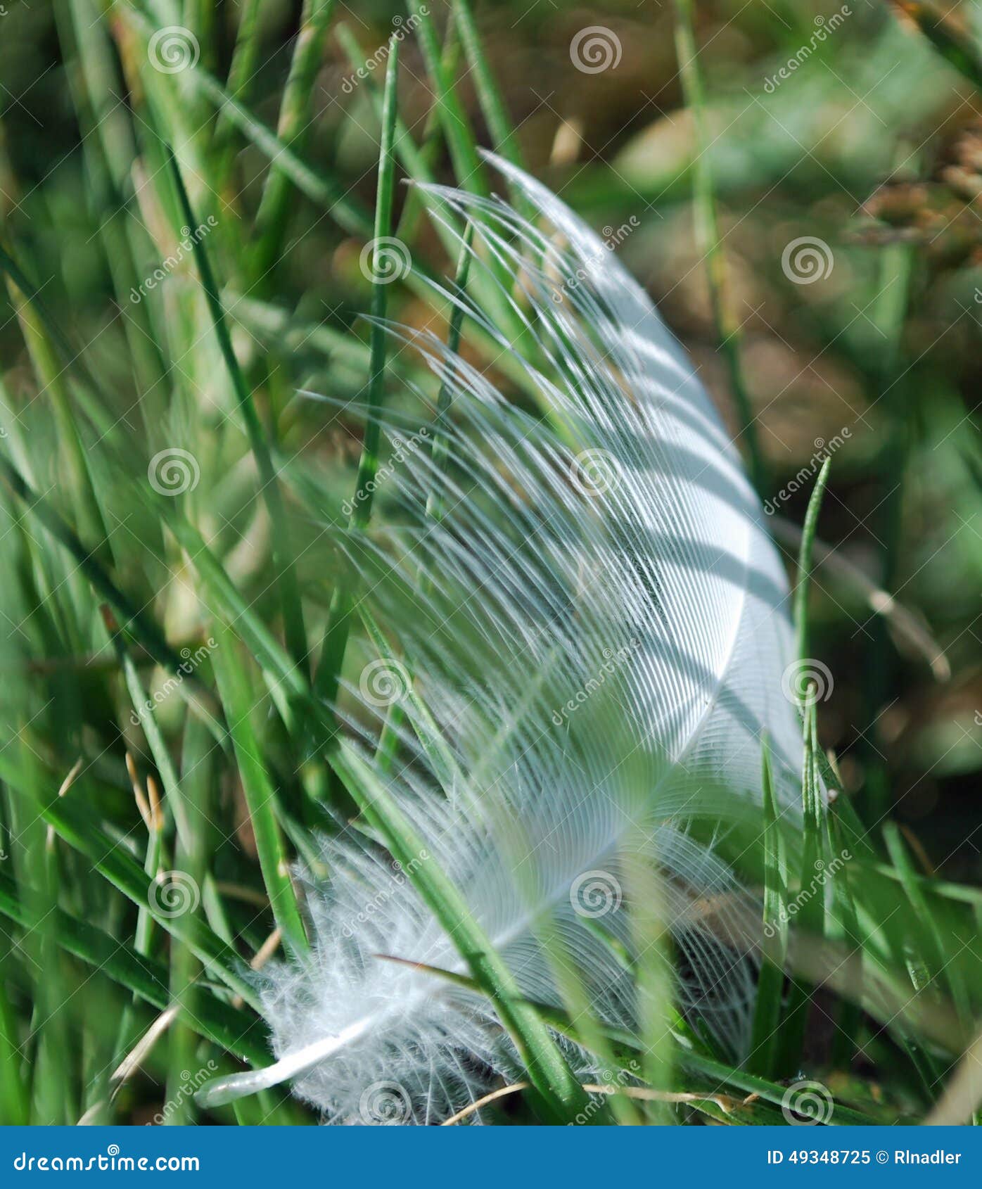 White Feather Weaved Withing Grass Stock Image - Image of blurr, bird ...