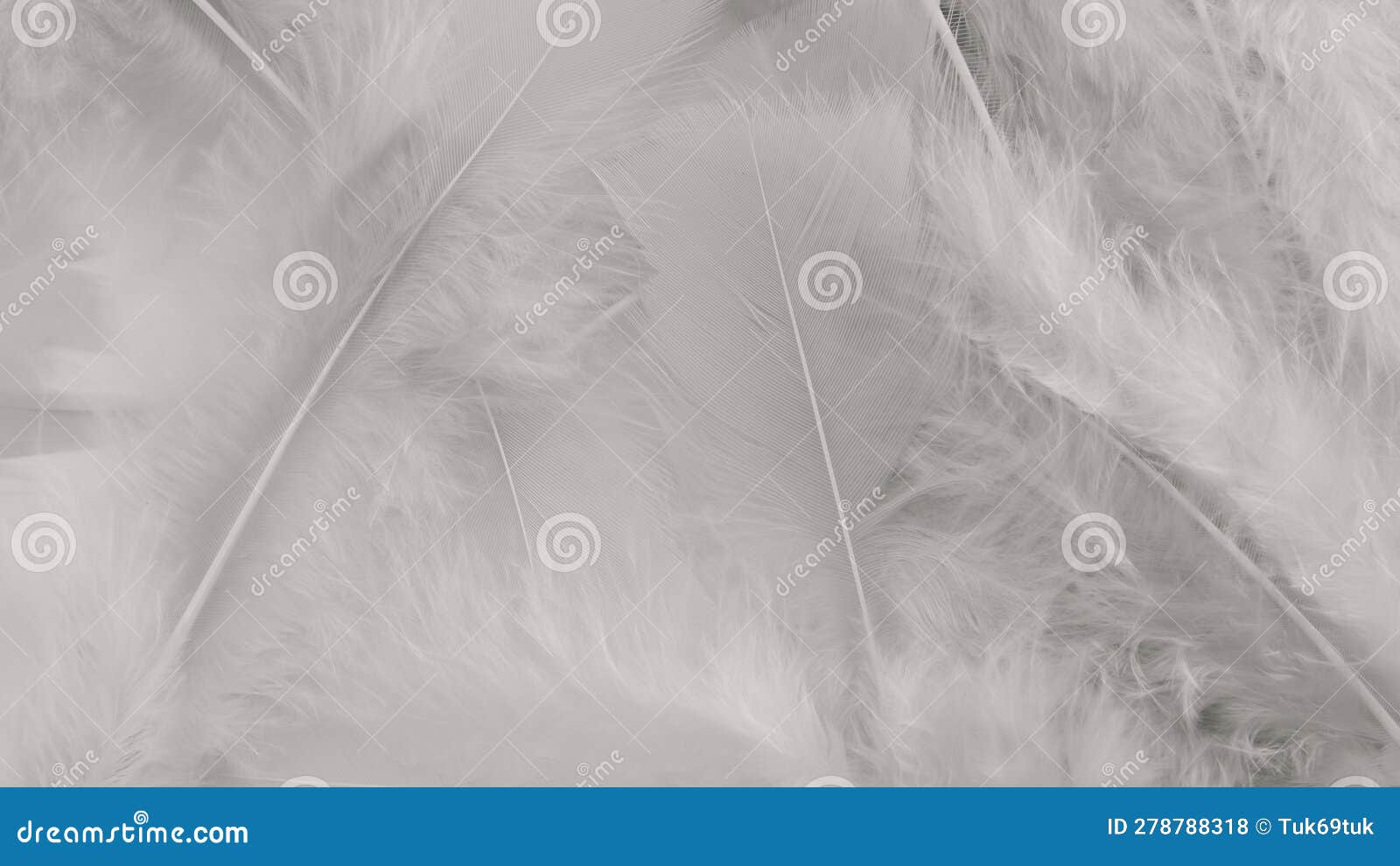 White Feather Wool Pattern Texture Background Stock Photo - Image of ...