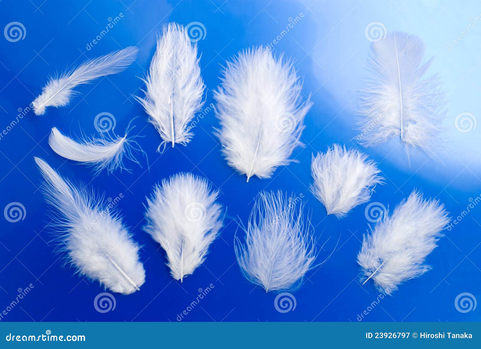 White feathers stock image. Image of feather, colorful - 23926797