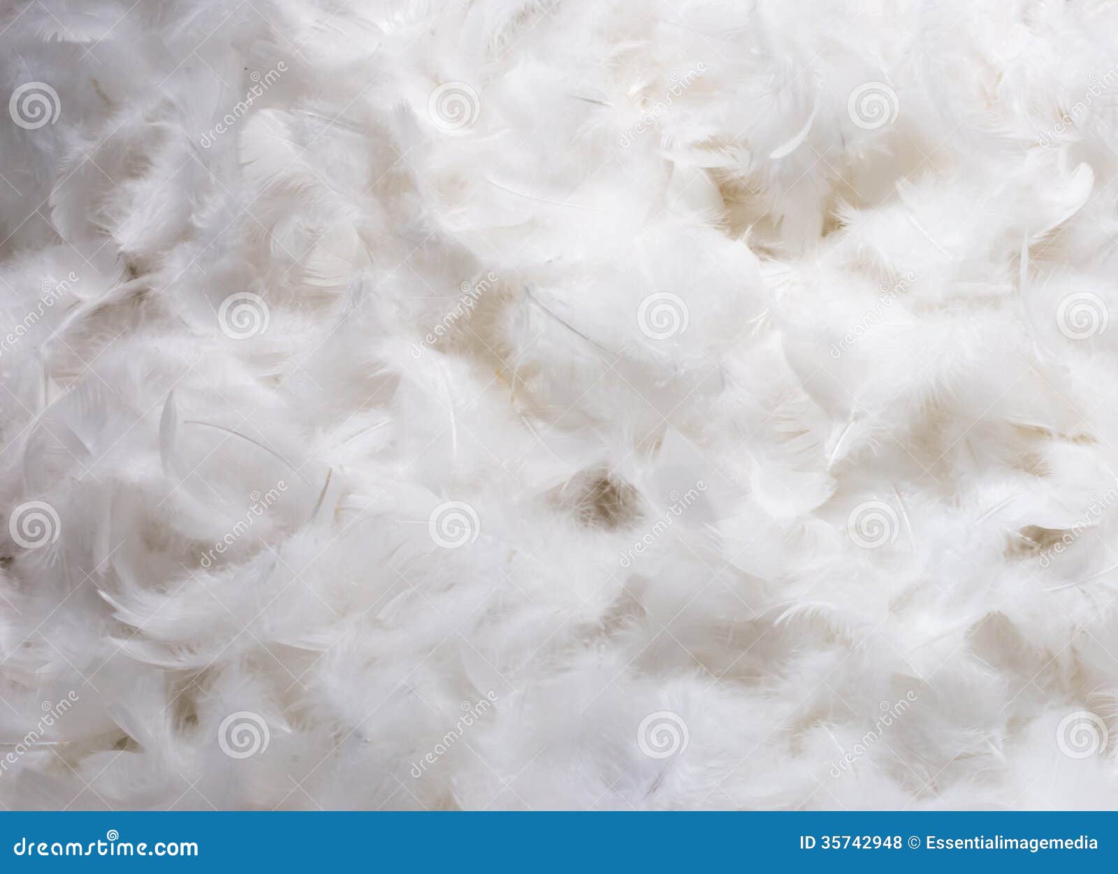 White Feathers stock photo. Image of clean, pattern, delicacy - 35742948