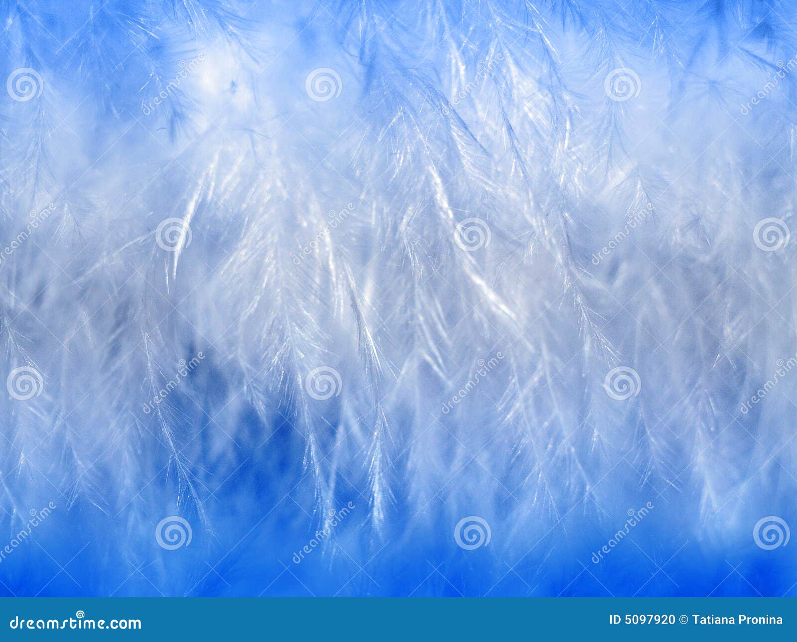 Feathers Fading Photos - Free & Royalty-Free Stock Photos from Dreamstime