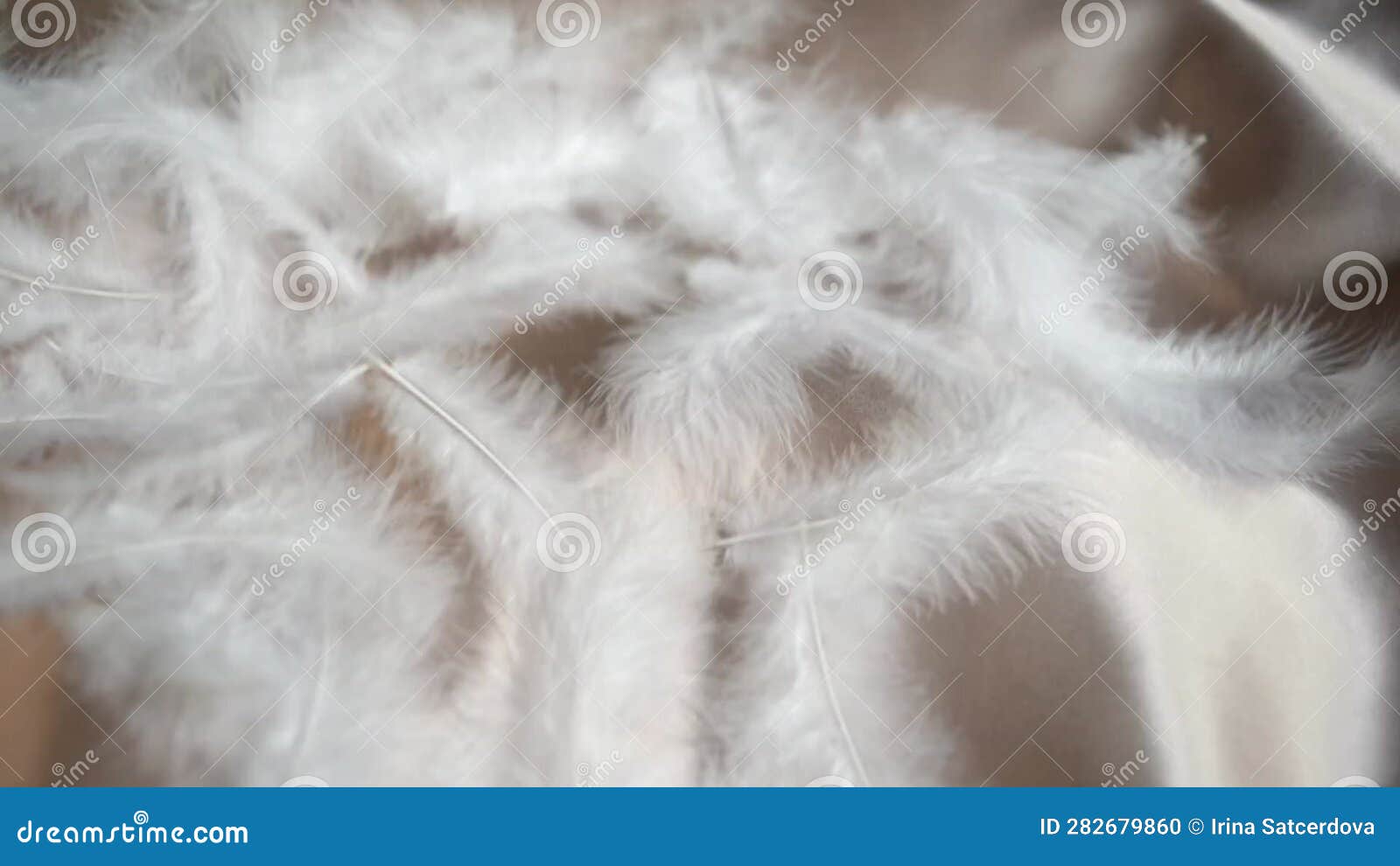 White Feathers Fall on Champagne-colored Silk Fabric. Background Video ...