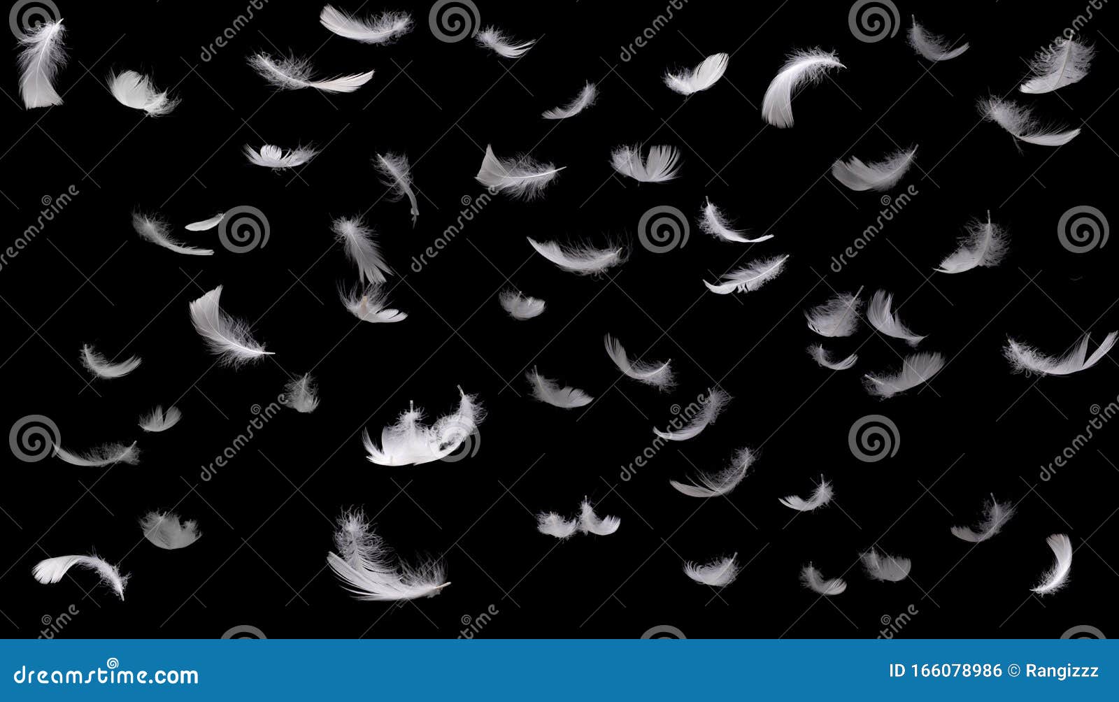 Falling Feathers White Background