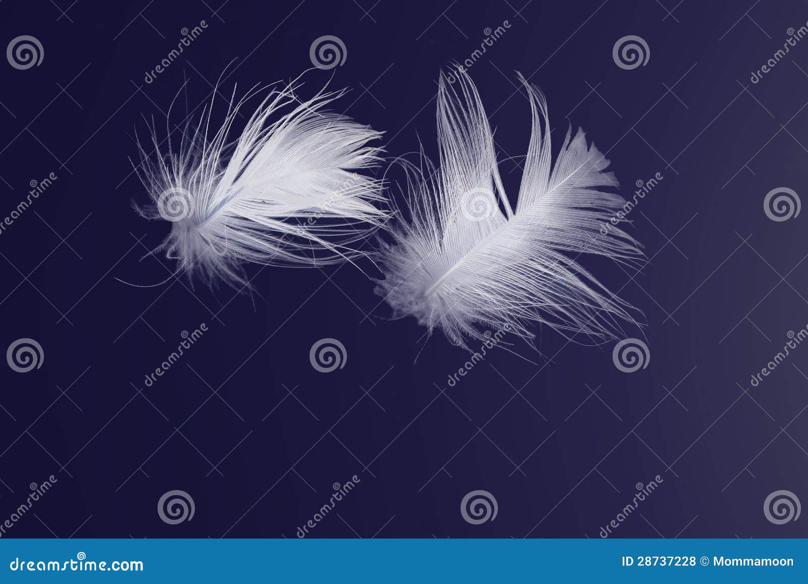 Feathers Floating Stock Illustrations – 800 Feathers Floating Stock ...
