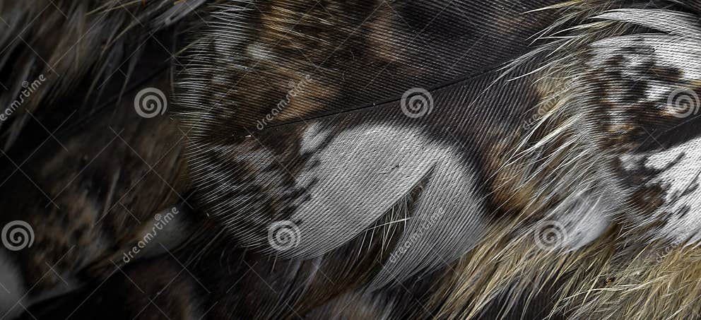 White and White Feathers of the Owl Stock Photo - Image of animal ...