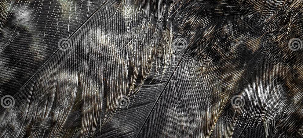 White and White Feathers of the Owl Stock Photo - Image of natural ...
