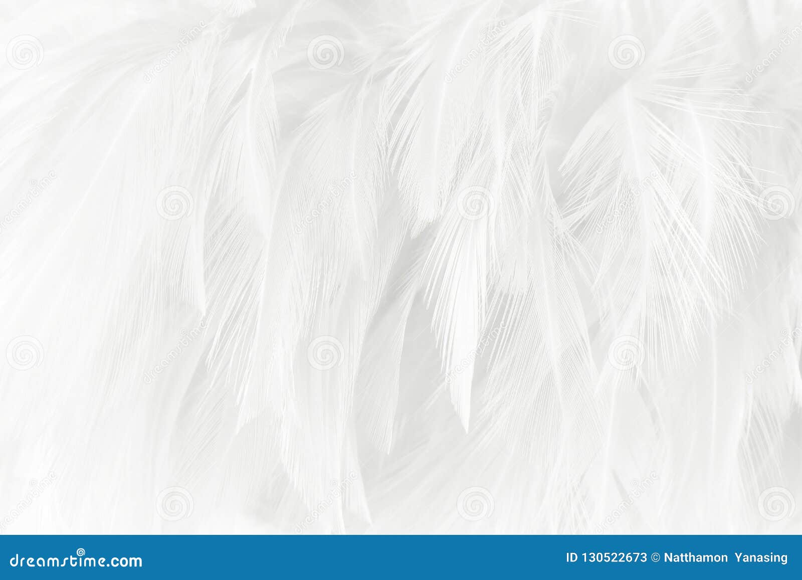 White Feather Background