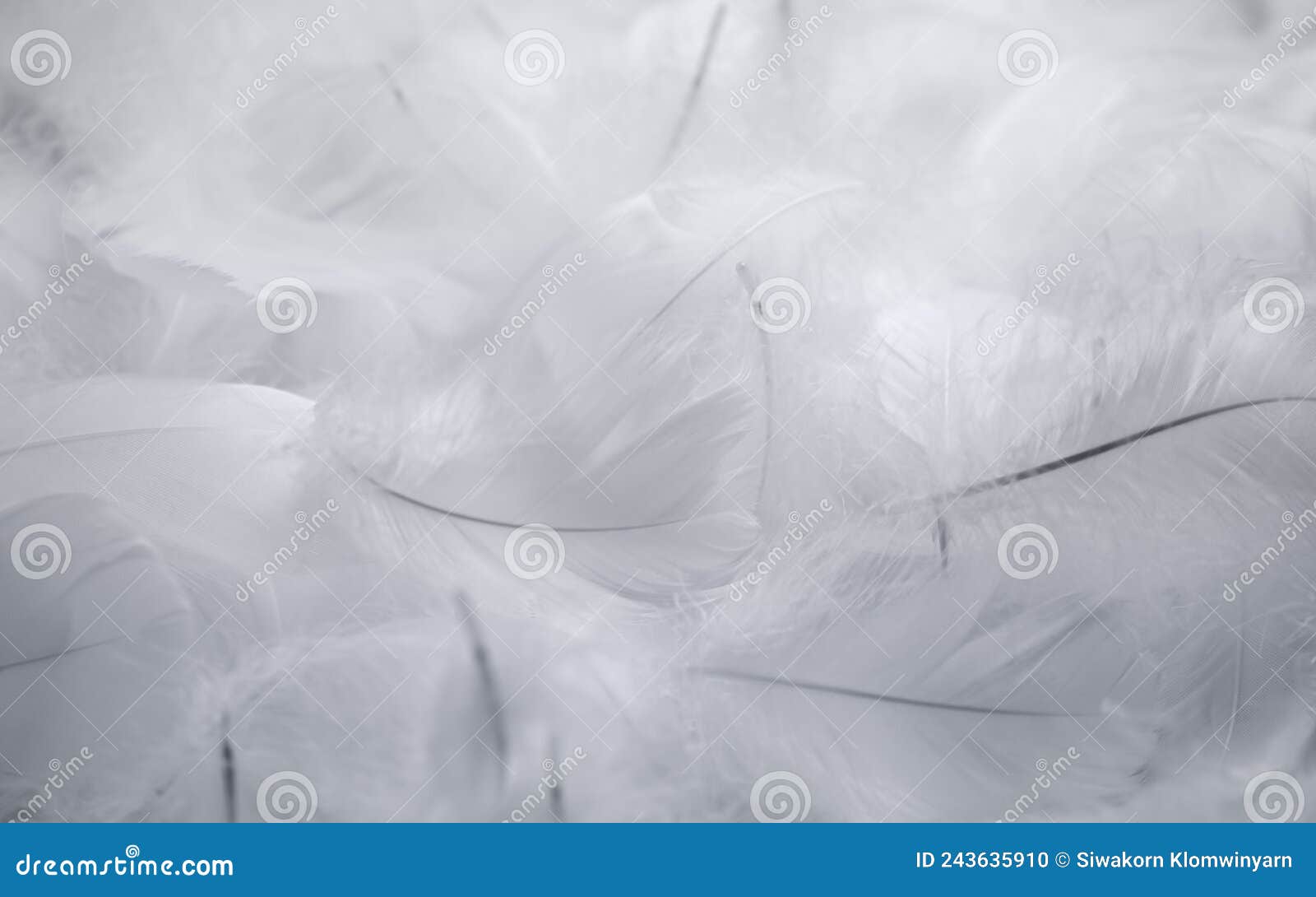 White Feathers Texture Background. Swan Feathers. Stock Photo - Image ...