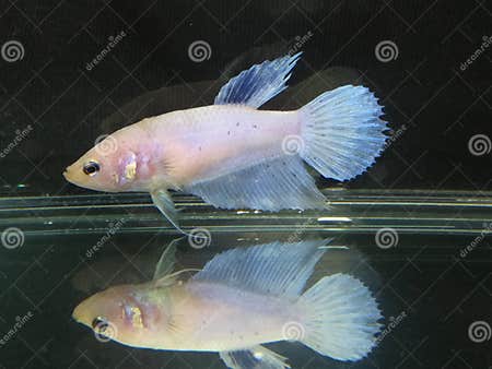 White female betta fish stock image. Image of fish, white - 178971517