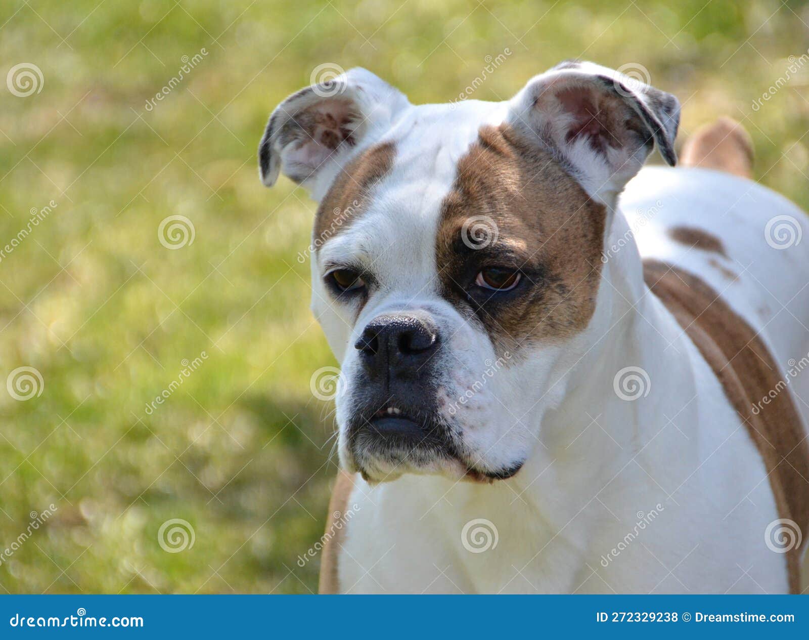 White Female Boxer with Tan Spots Stock Photo - Image of nose, white ...