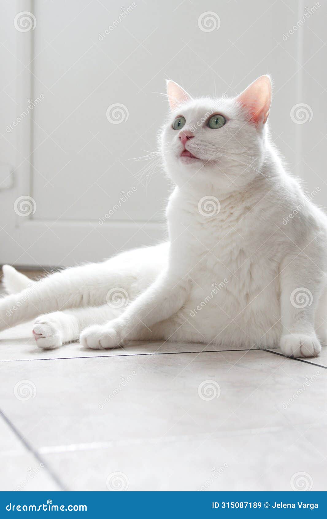 White female cat stock image. Image of mammal, whiskers - 315087189