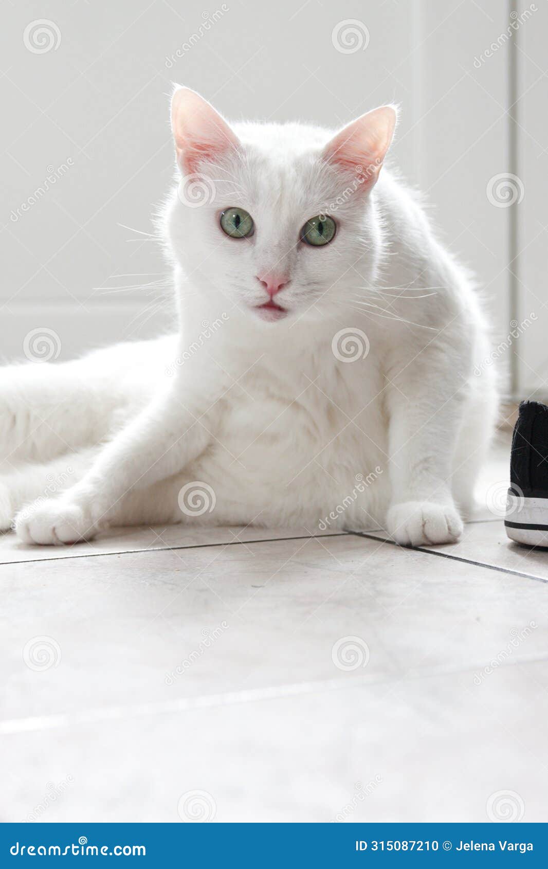 White female cat stock photo. Image of indoor, portrait - 315087210
