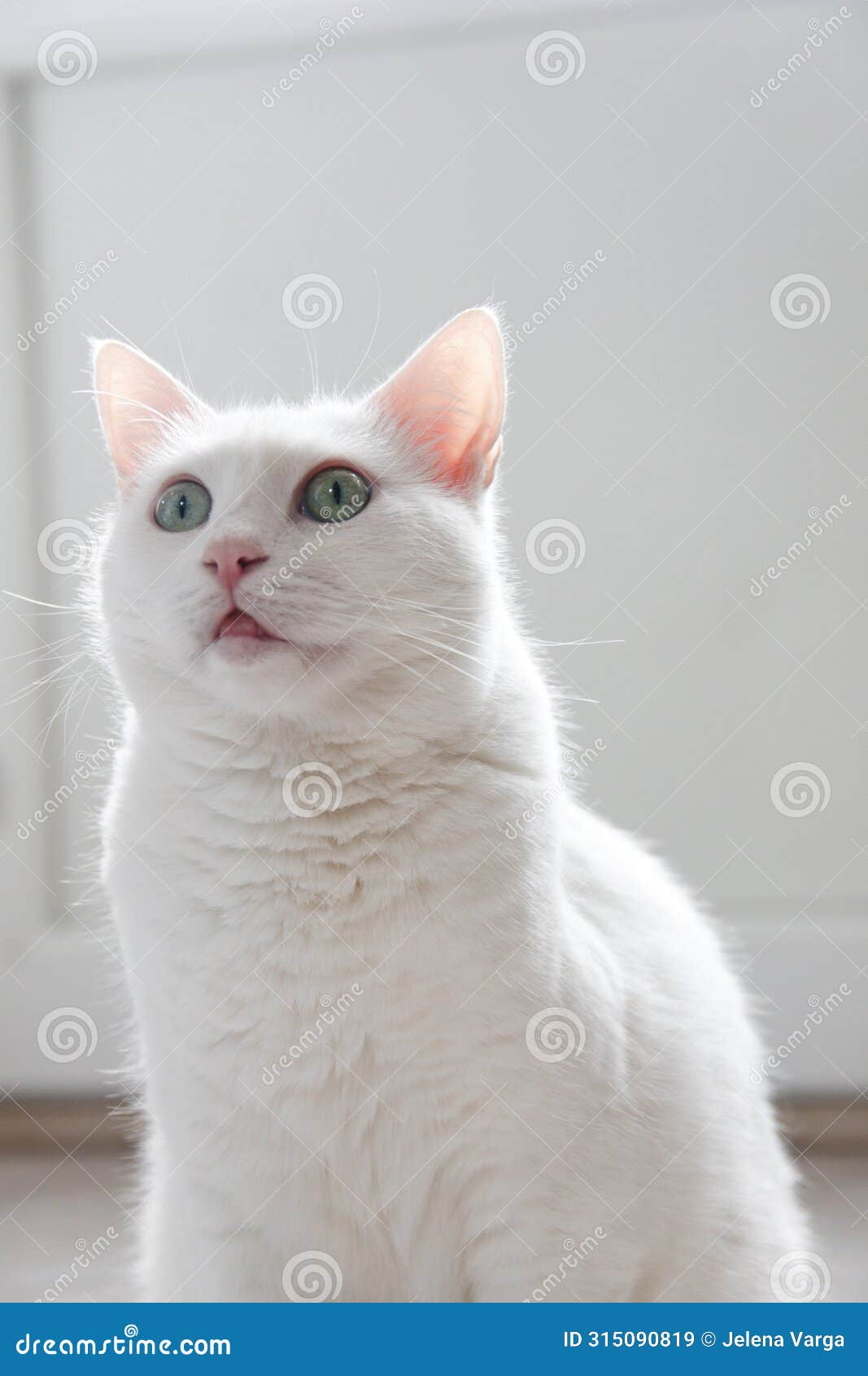 White female cat stock image. Image of adopted, stray - 315090819