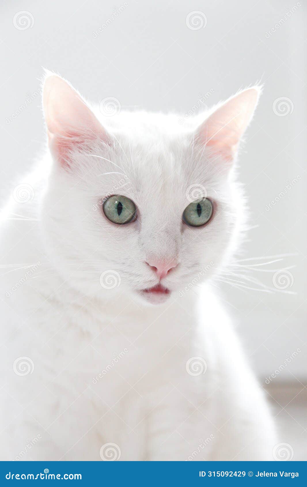 White female cat stock image. Image of mammal, curious - 315092429