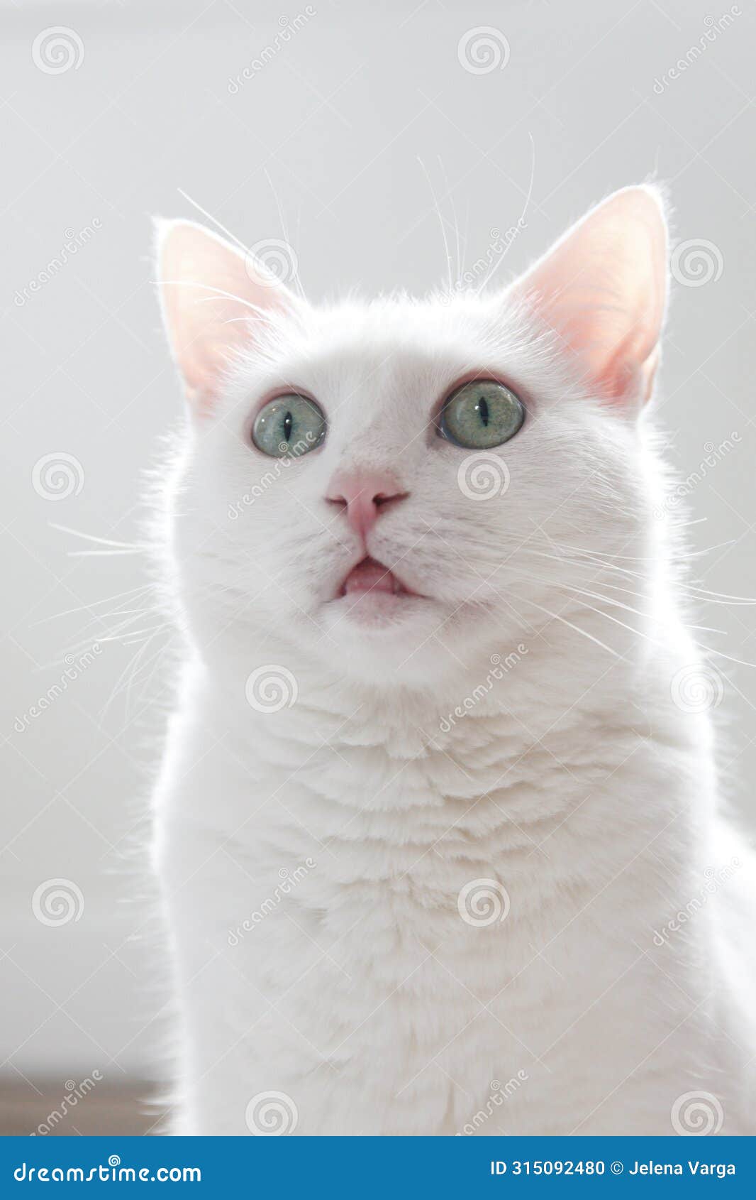 White female cat stock photo. Image of furry, white - 315092480
