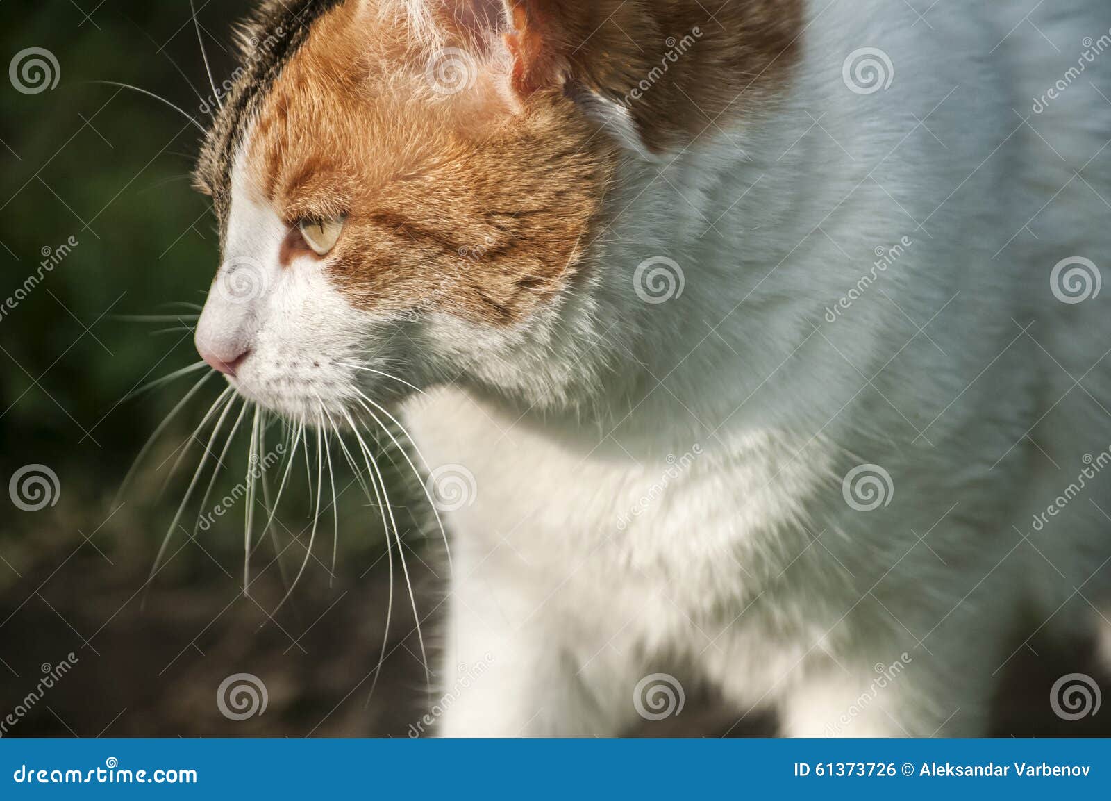 White female cat stock photo. Image of cute, feline, beautiful - 61373726