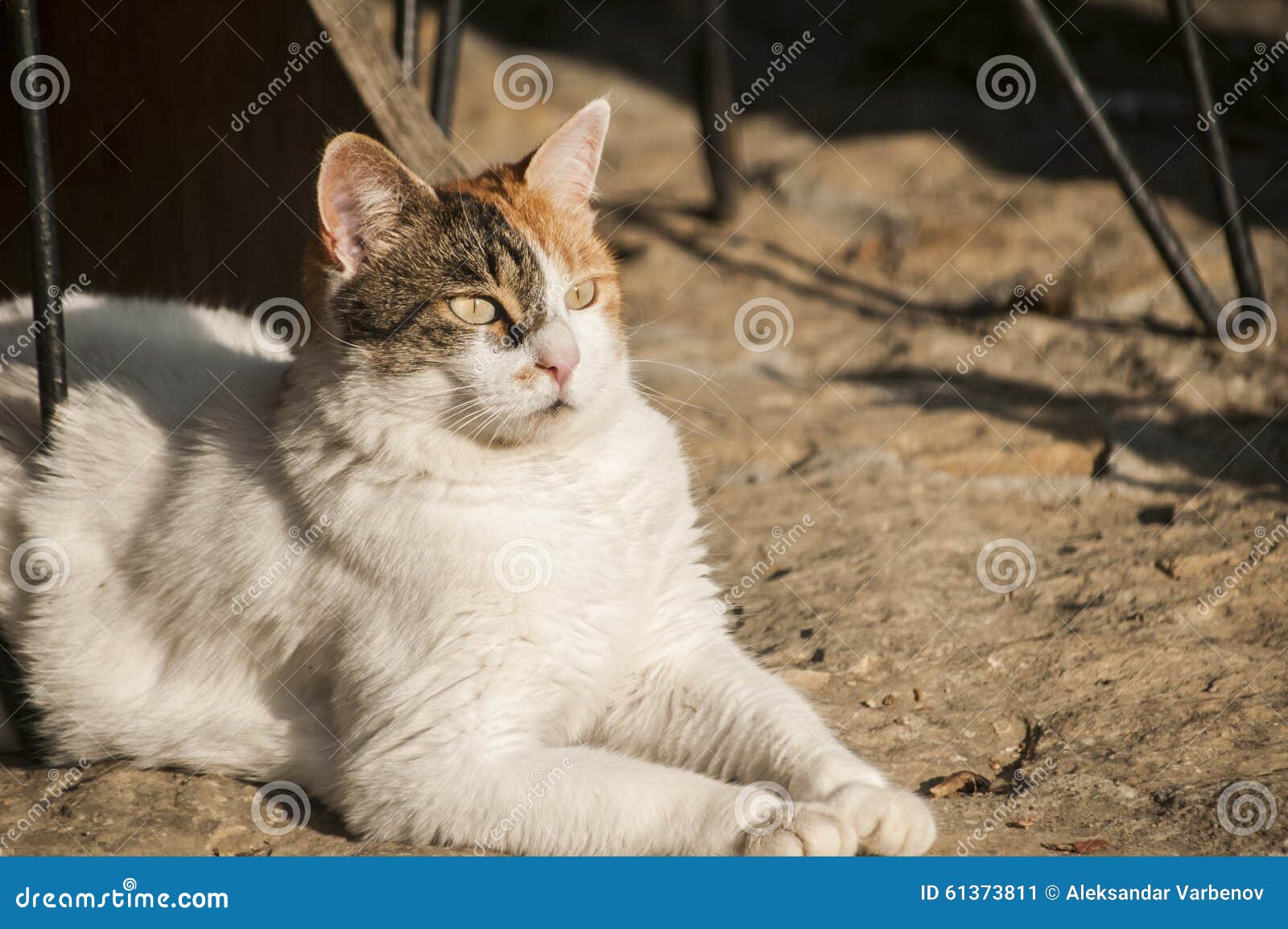 White female cat stock image. Image of eyes, beautiful - 61373811