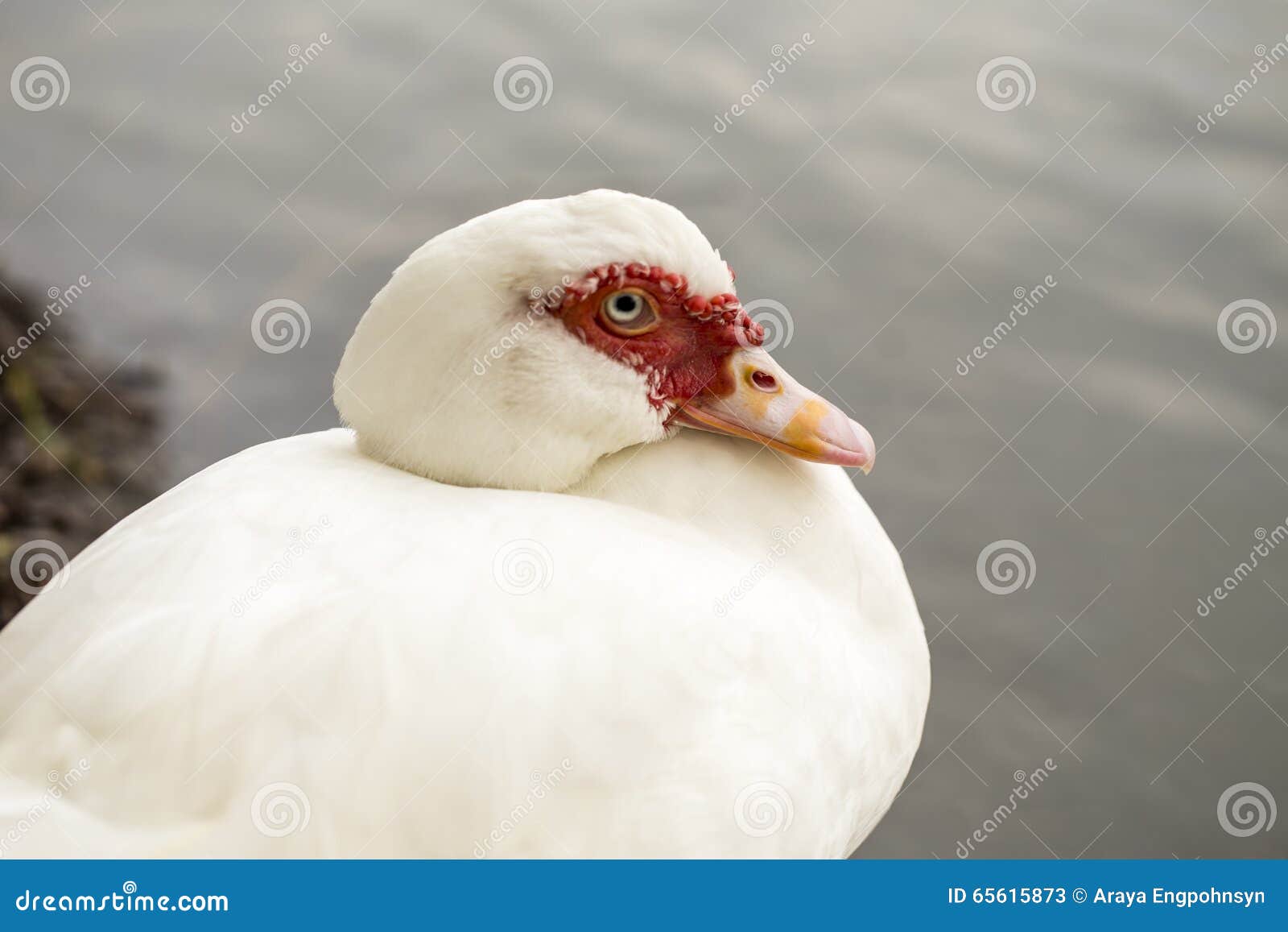 White Female Chicken stock image. Image of field, green - 65615873