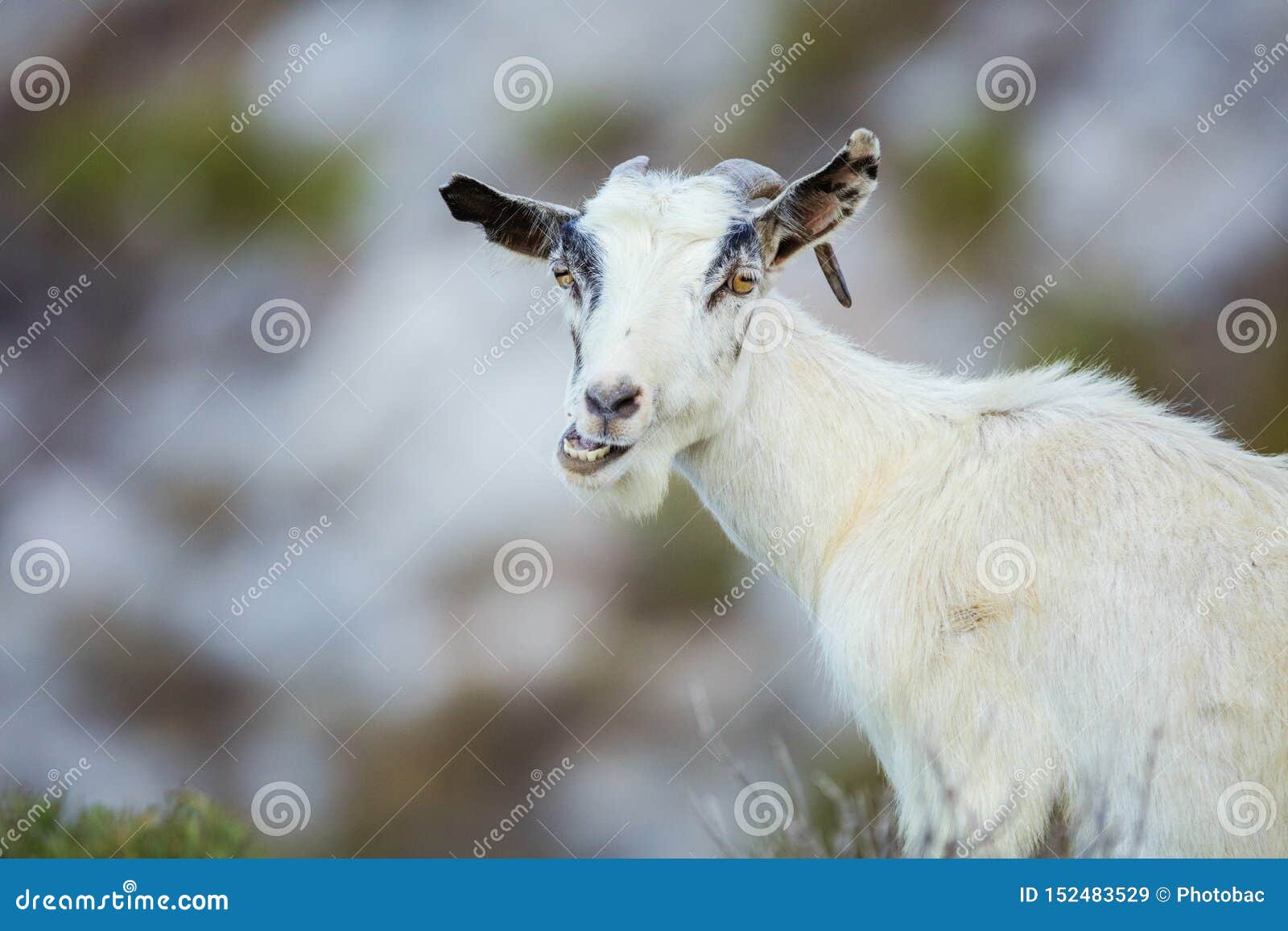 White Female Goat Chewing Something in Mountains Stock Image - Image of ...