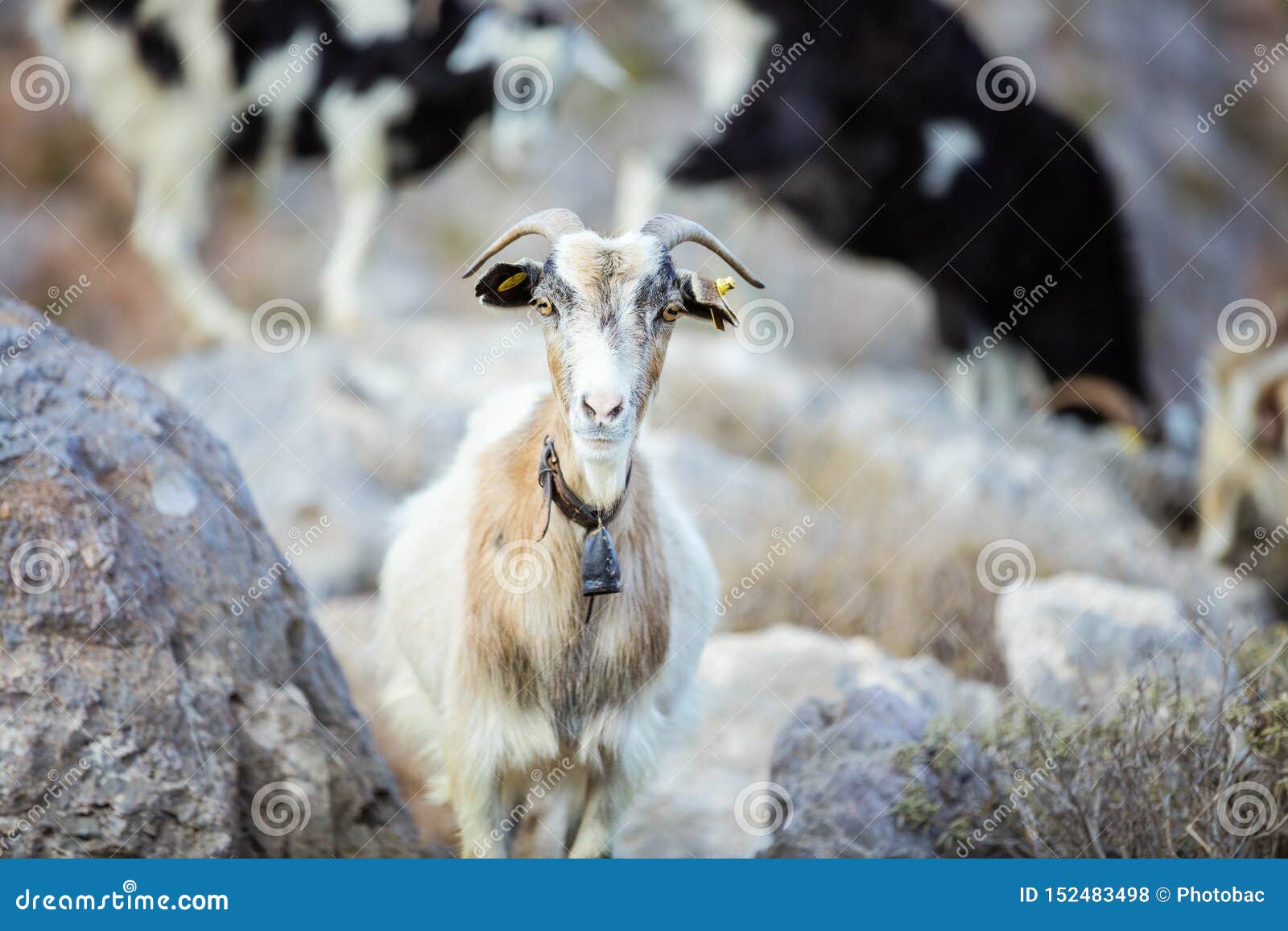 Female With Goat Body-art Royalty-Free Stock Image | CartoonDealer.com ...