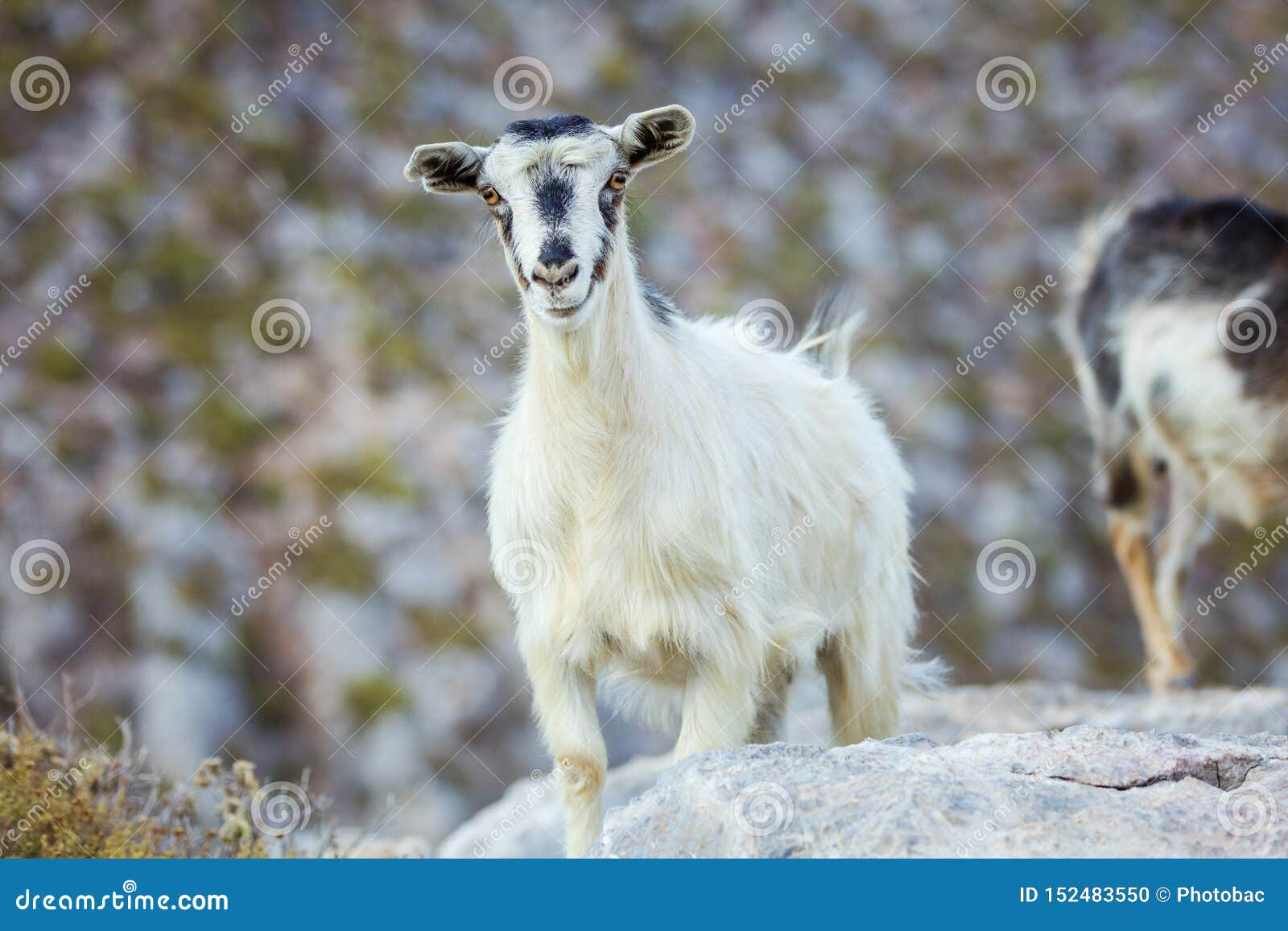 White Female Goat in Mountains Stock Photo - Image of outdoor, wild ...