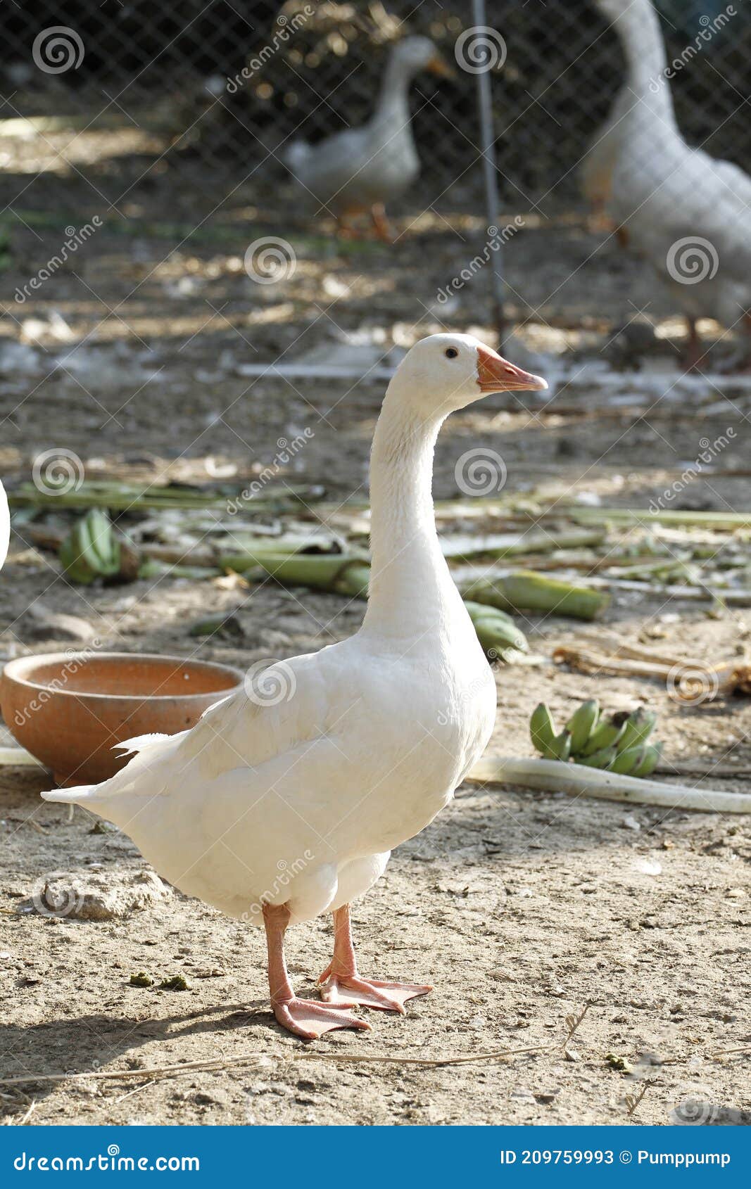 White Female Goose is Stay in Garden Stock Image - Image of bird ...