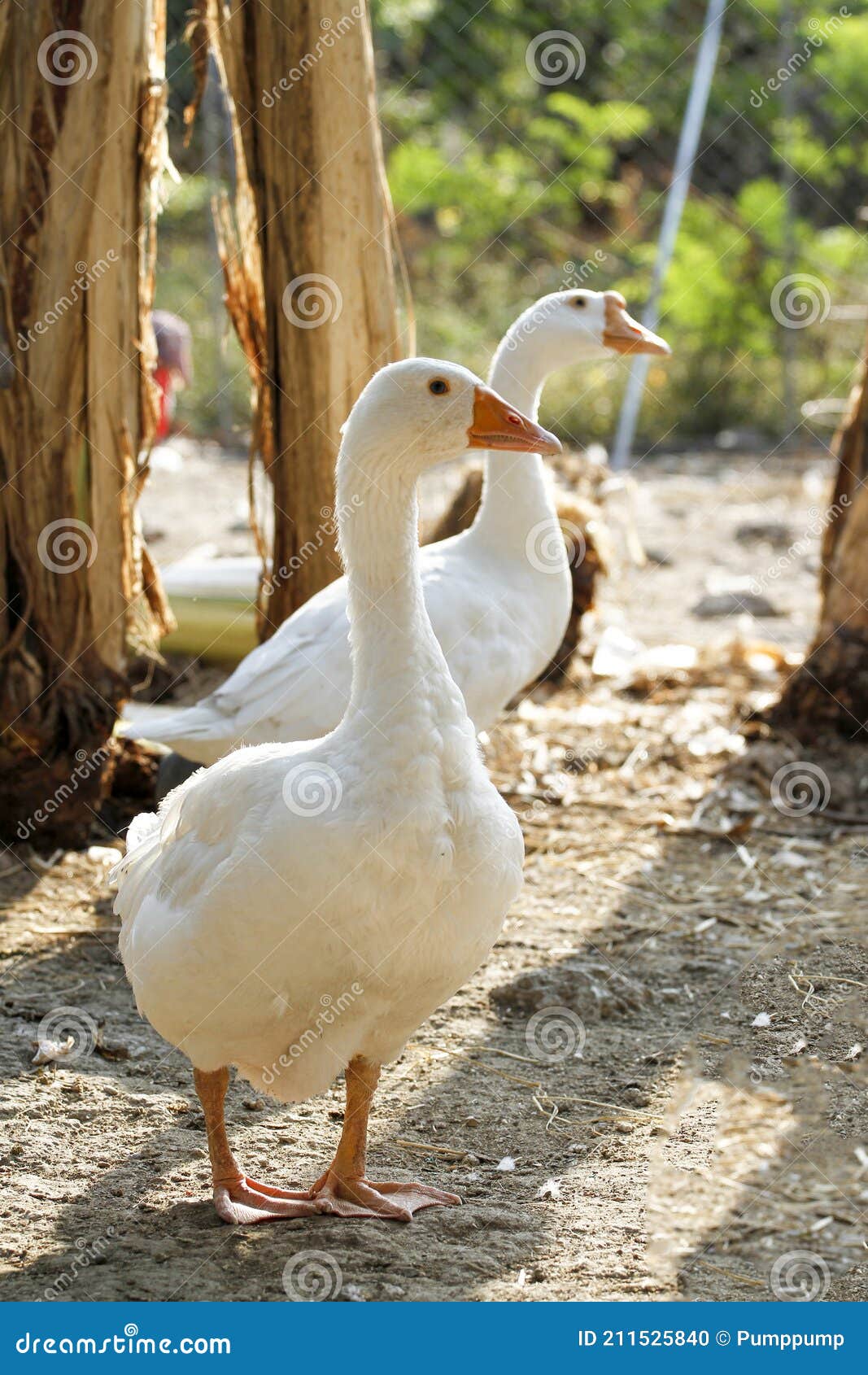 White Female Goose is Stay in Garden Stock Photo - Image of meadow ...