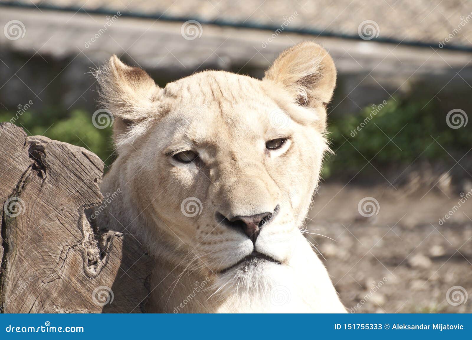 White female lion stock image. Image of look, grassland - 151755333