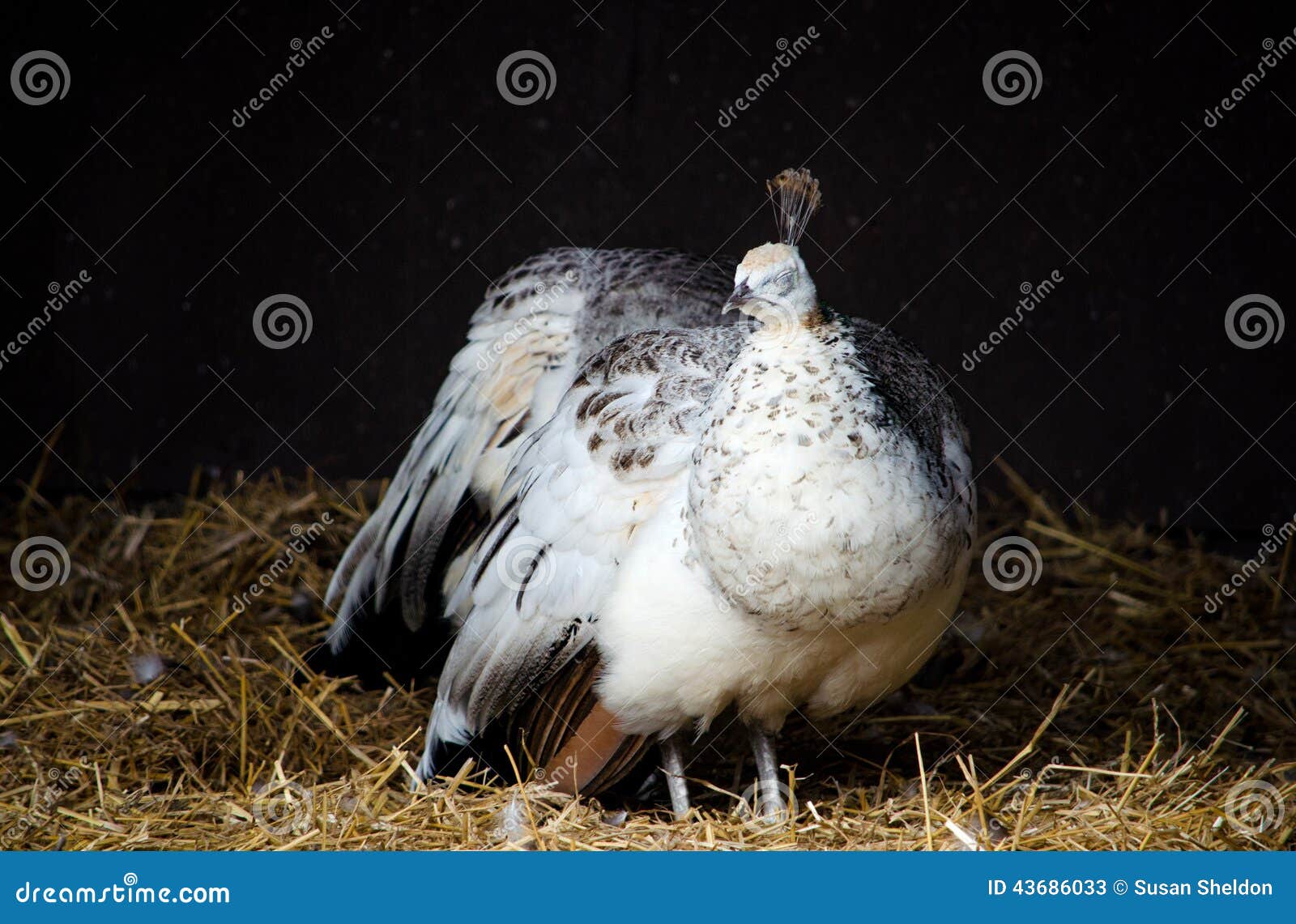 White female peahen stock image. Image of horizontal - 43686033