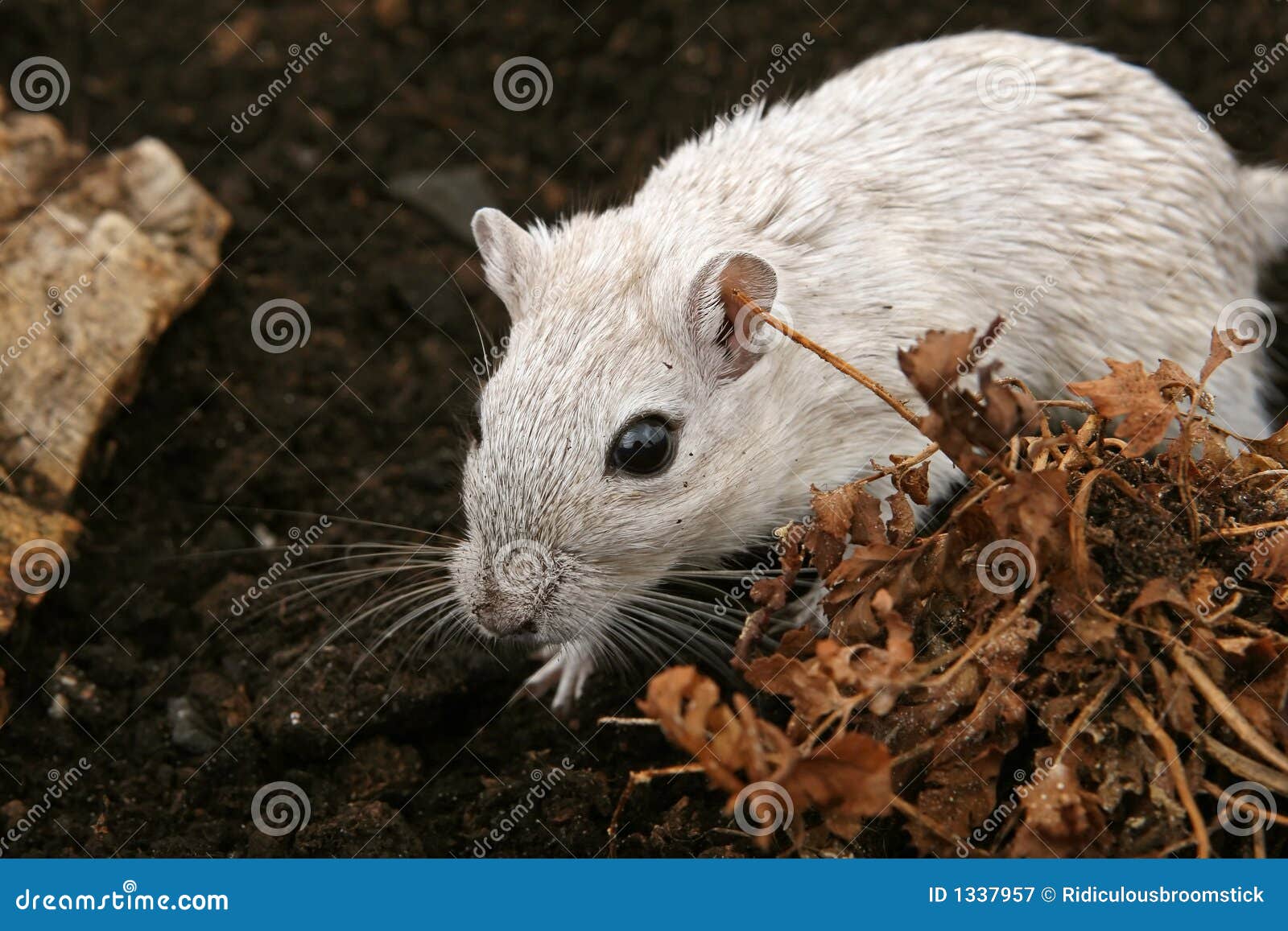 Types Of Wild Rodents