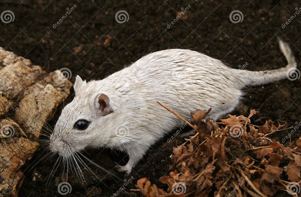 White Female Rodent Outdoors Stock Photo - Image of mouse, pest: 1337962