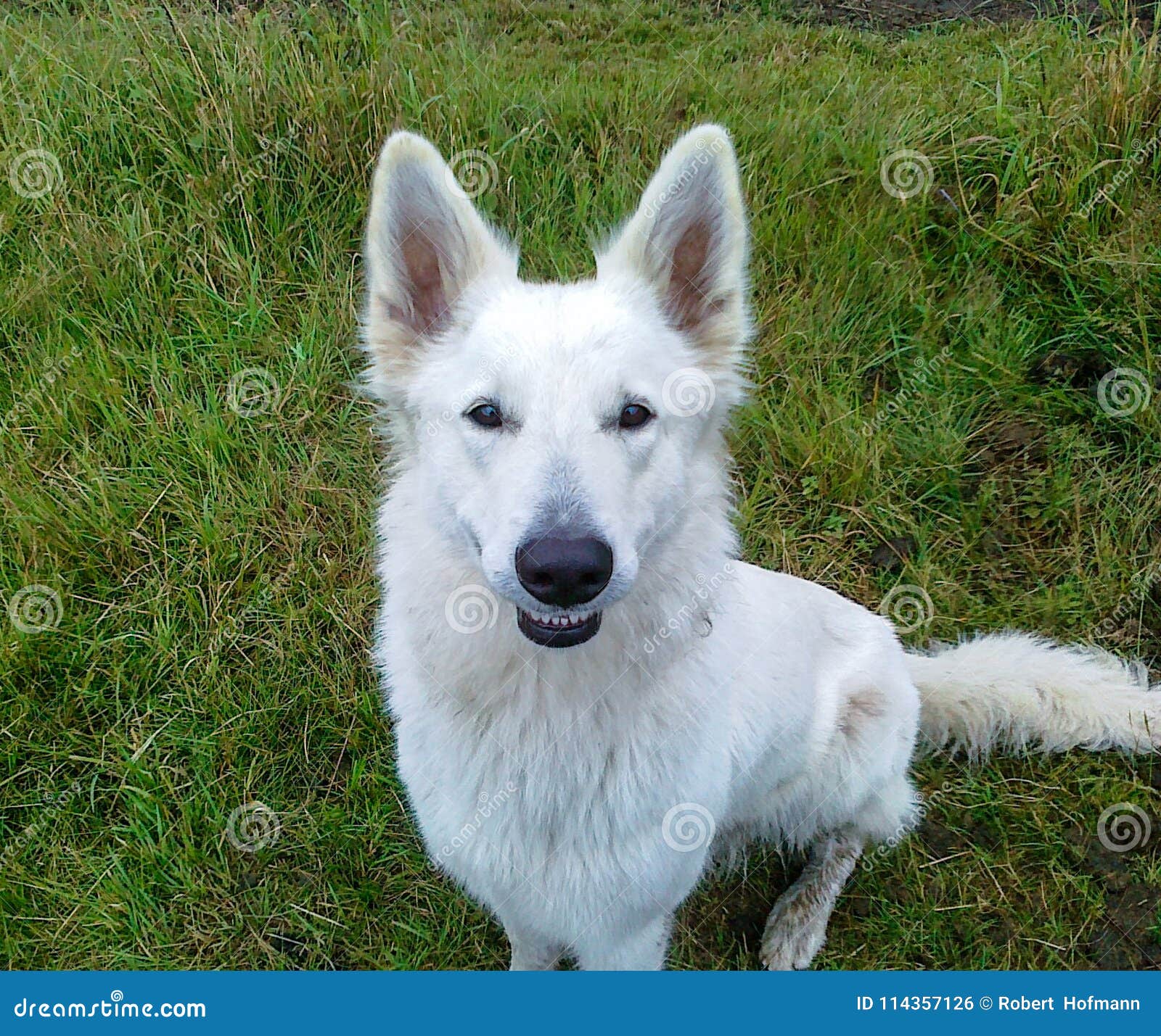 White Female Wolf Smiling into Camera Stock Photo - Image of animal ...
