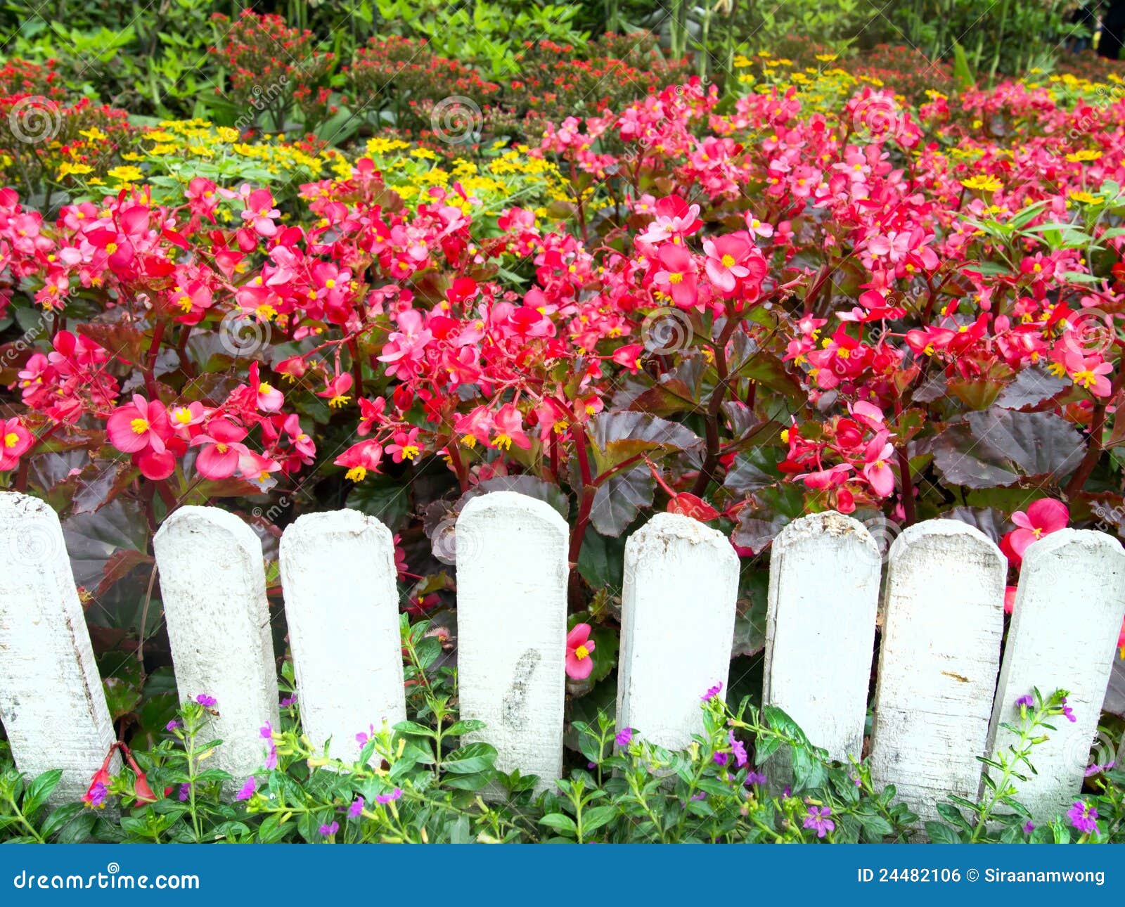 White Fence and Colorful Flowers. Stock Photo - Image of fence ...