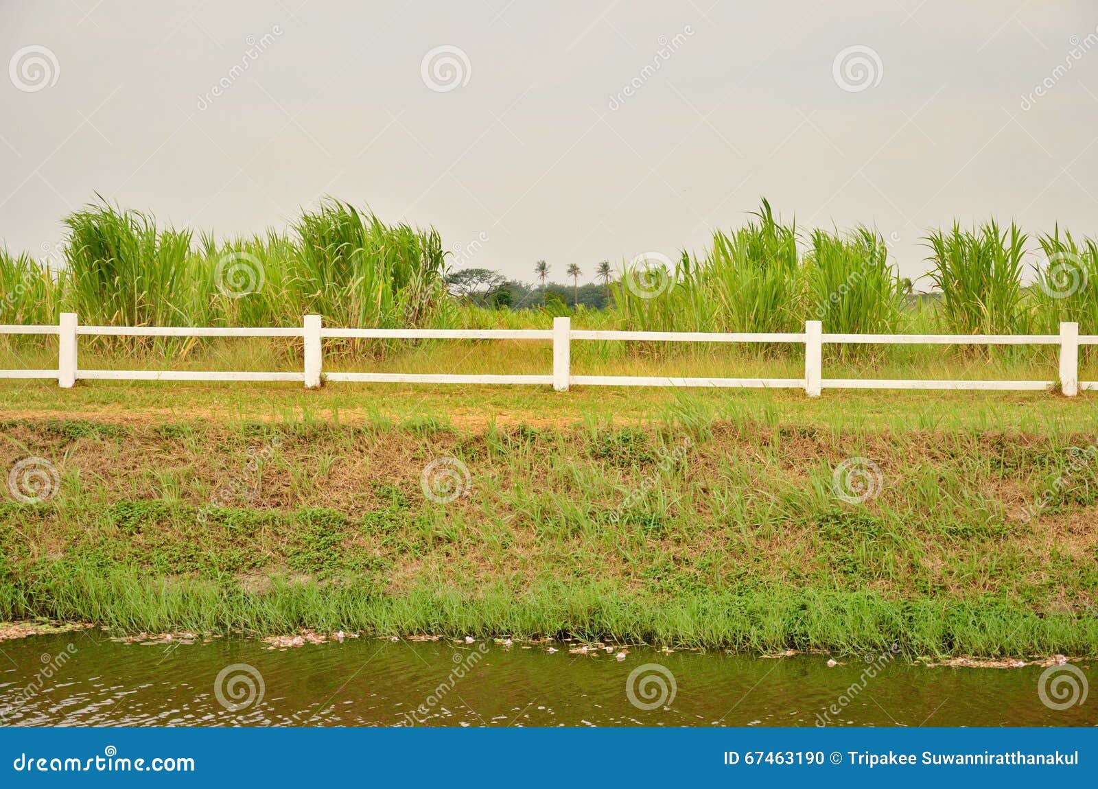 White fence in farm field stock photo. Image of estate - 67463190